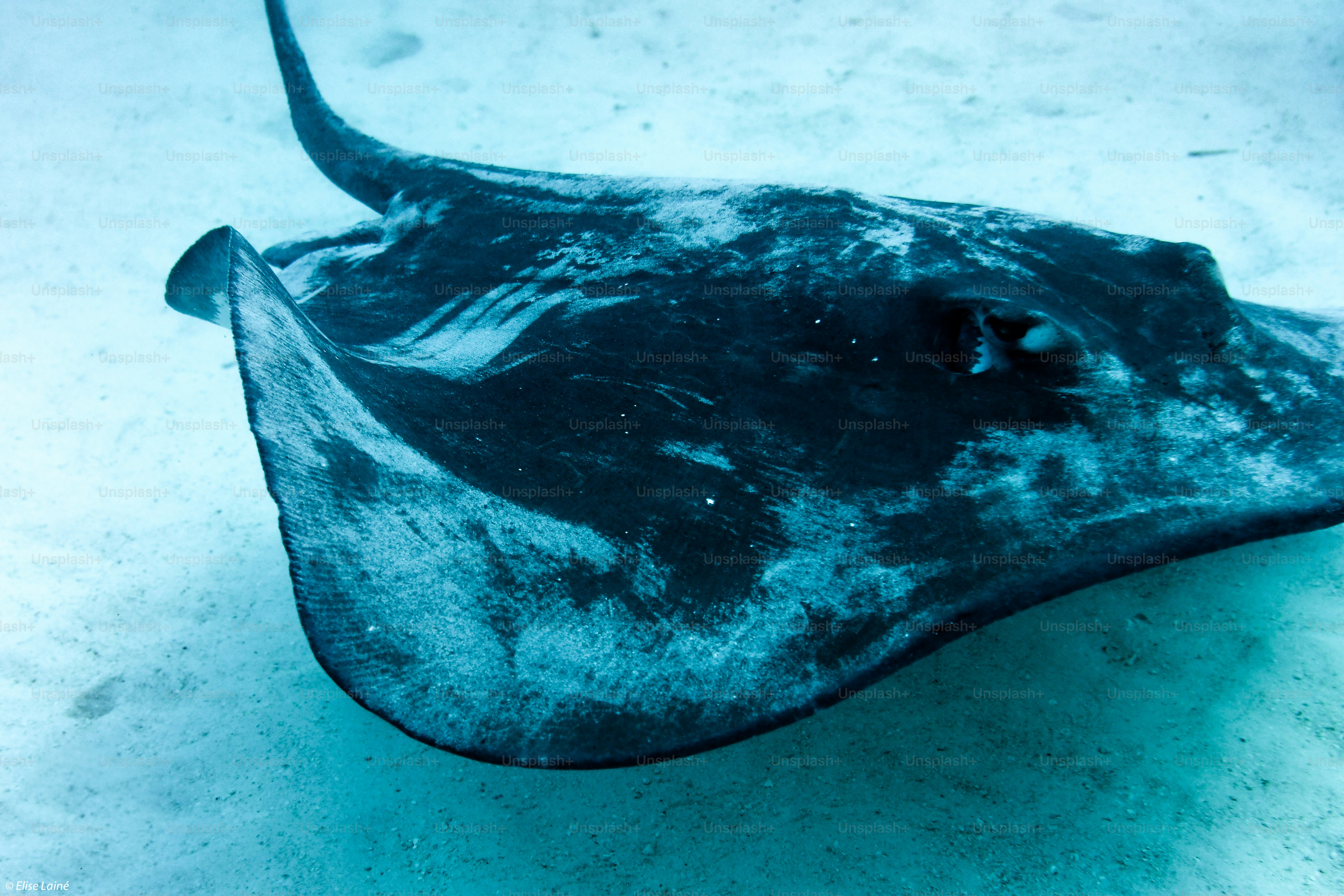 A black and white photo of a stingfish photo – Wild animal Image on ...