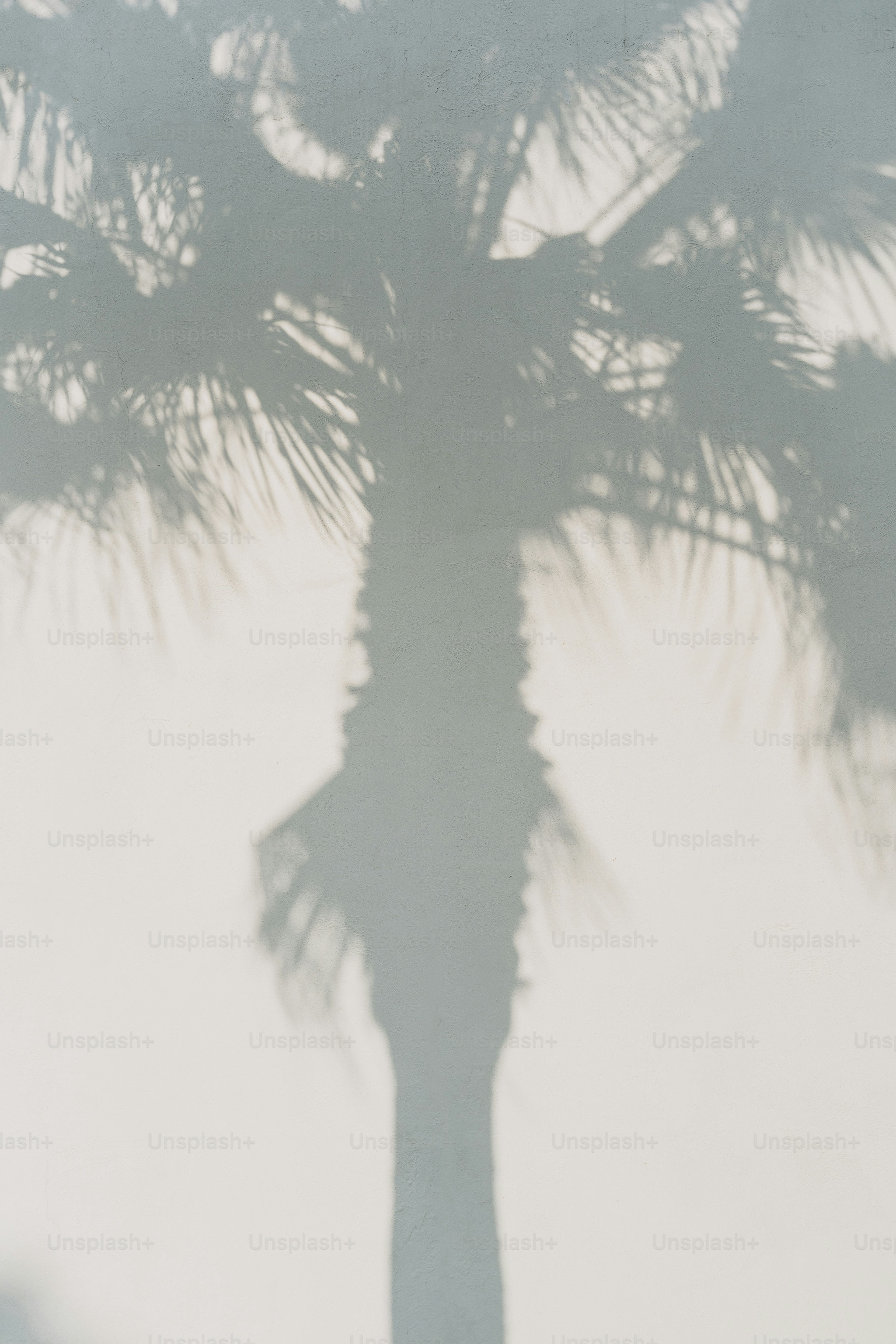 A shadow of a palm tree on a wall photo – Palm tree Image on Unsplash