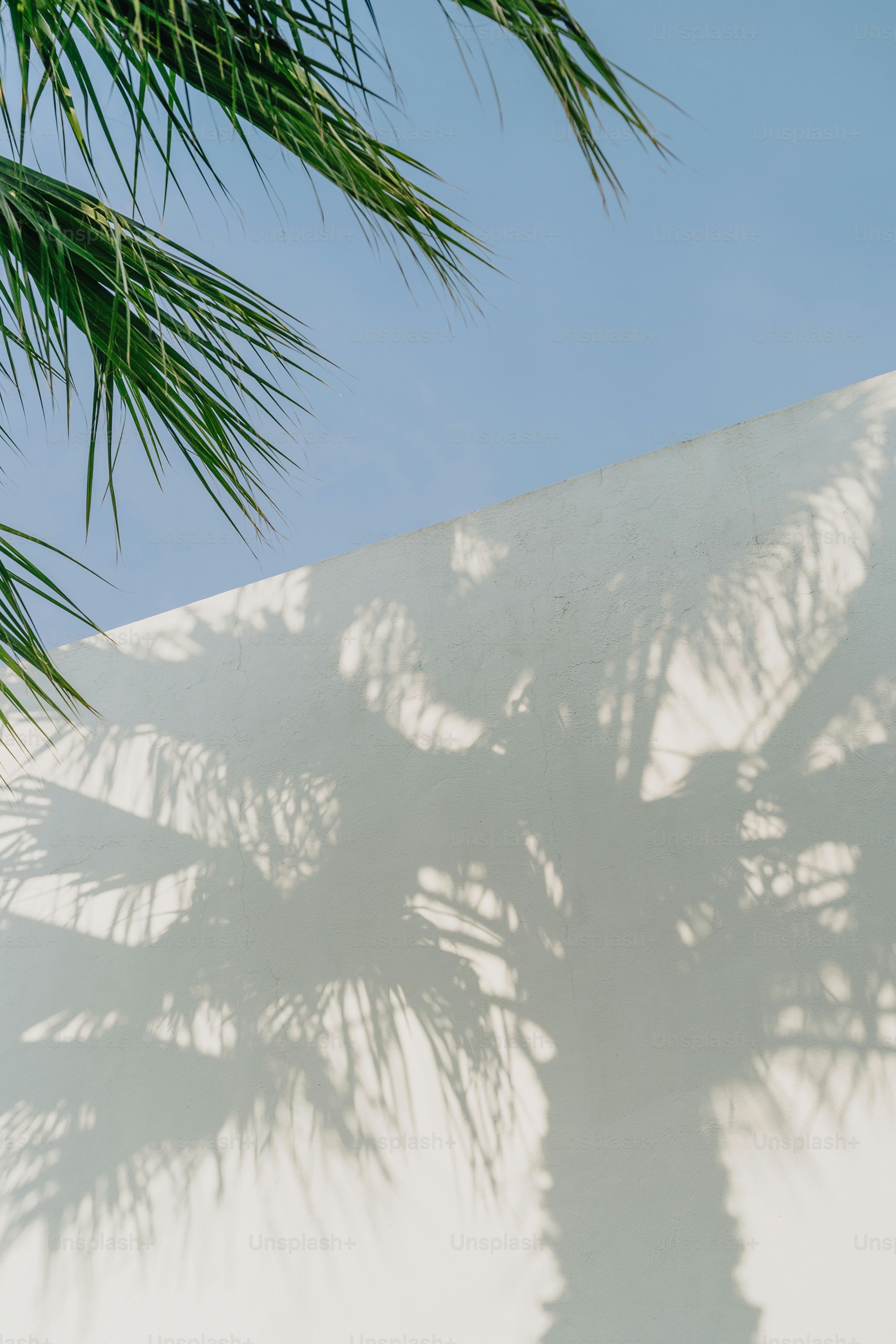 A shadow of a palm tree on a wall photo – Palm tree Image on Unsplash