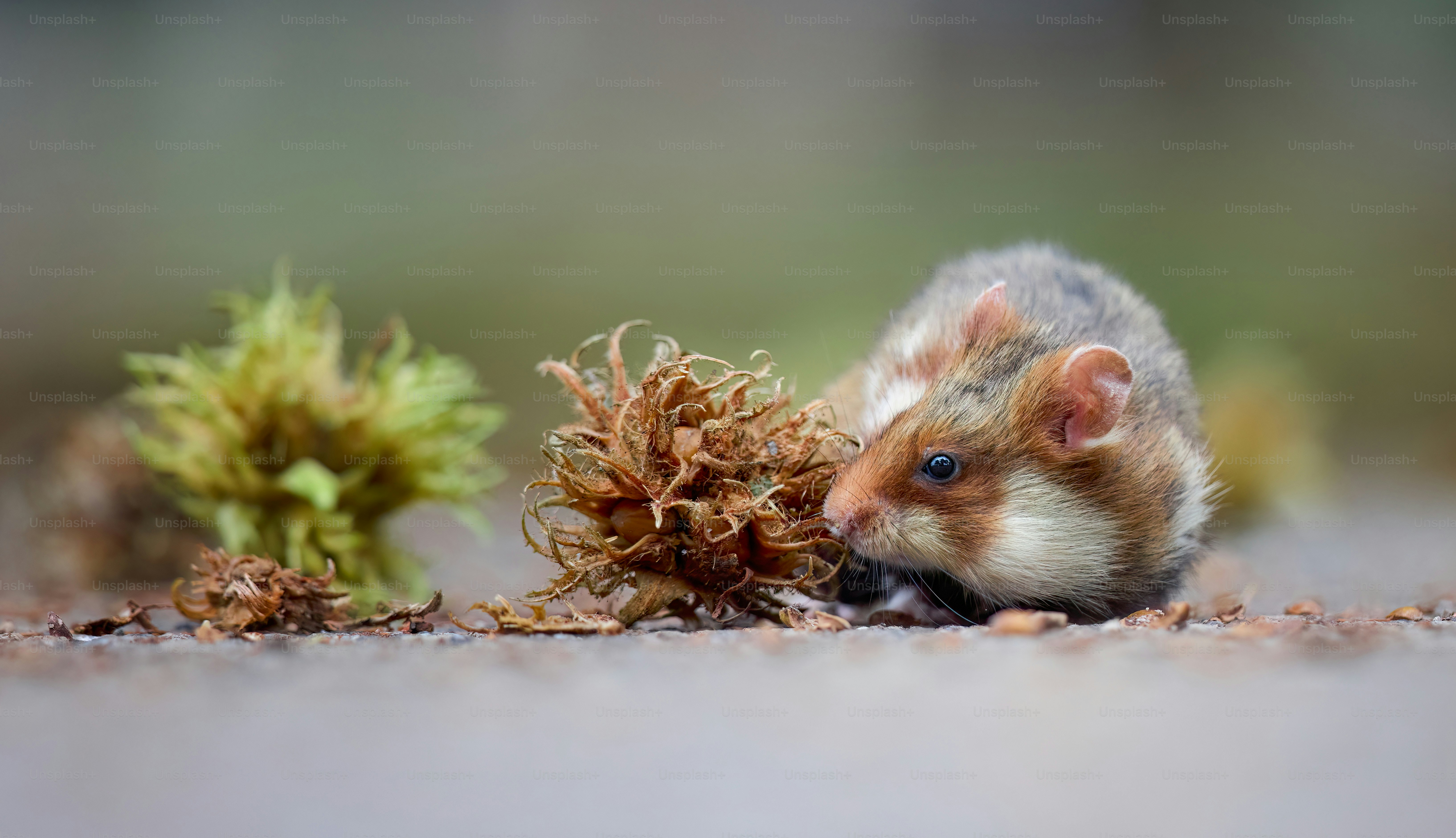 A small rodent sitting on the ground next to a plant photo – Hamster ...