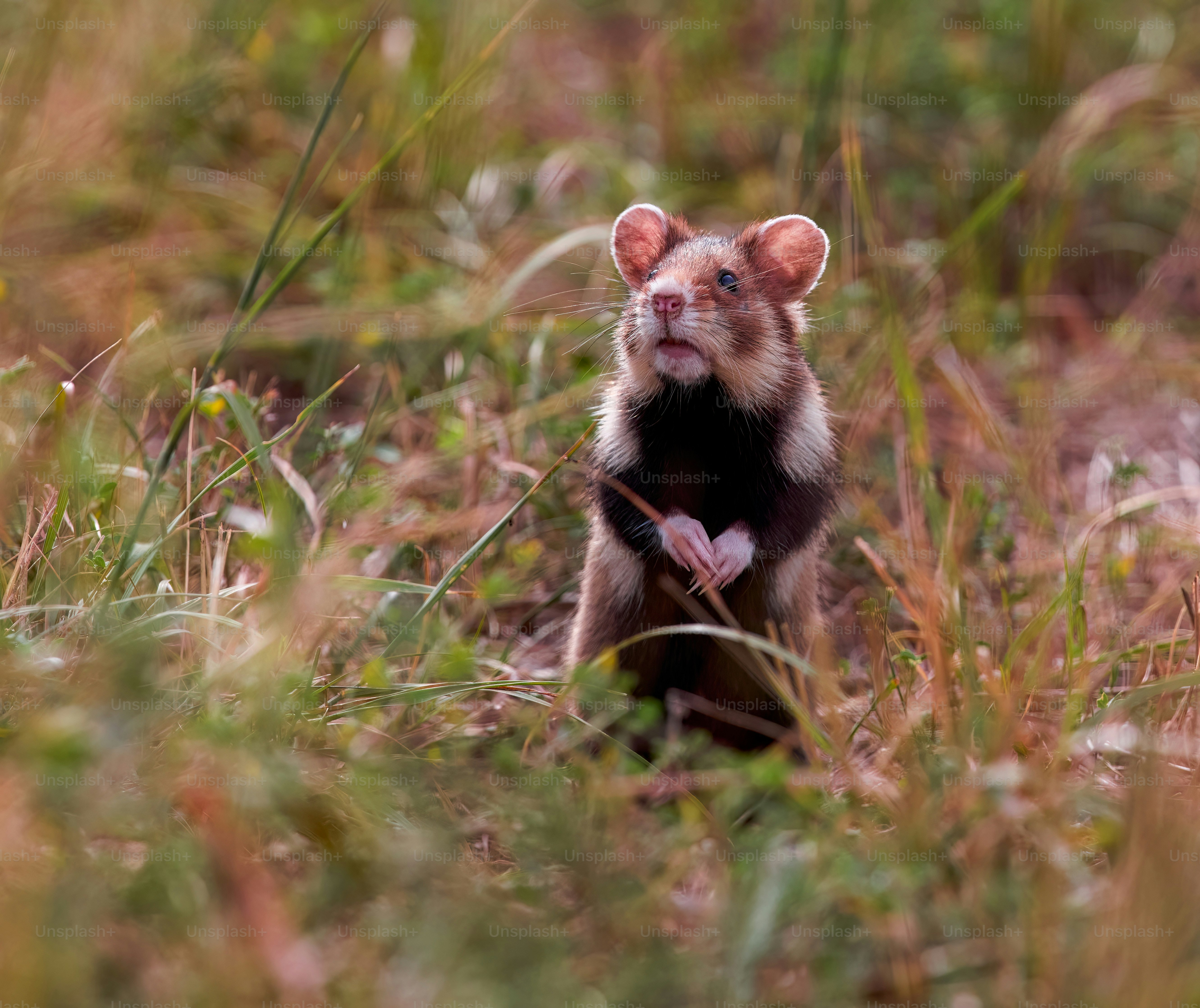 A rat sitting in a field of tall grass photo – Hamster Image on Unsplash