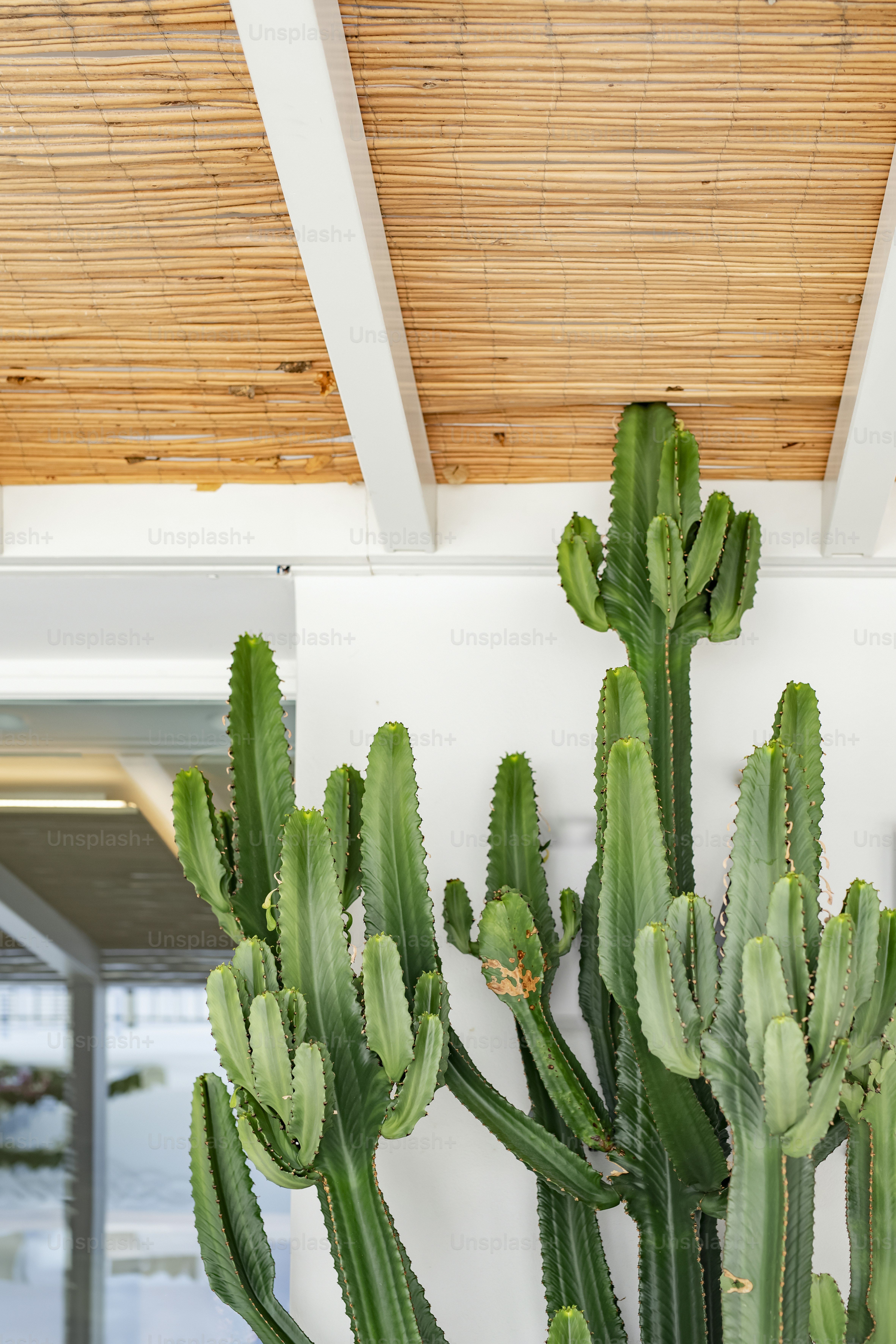 A large green cactus sitting on top of a wooden table photo – Wallpaper ...
