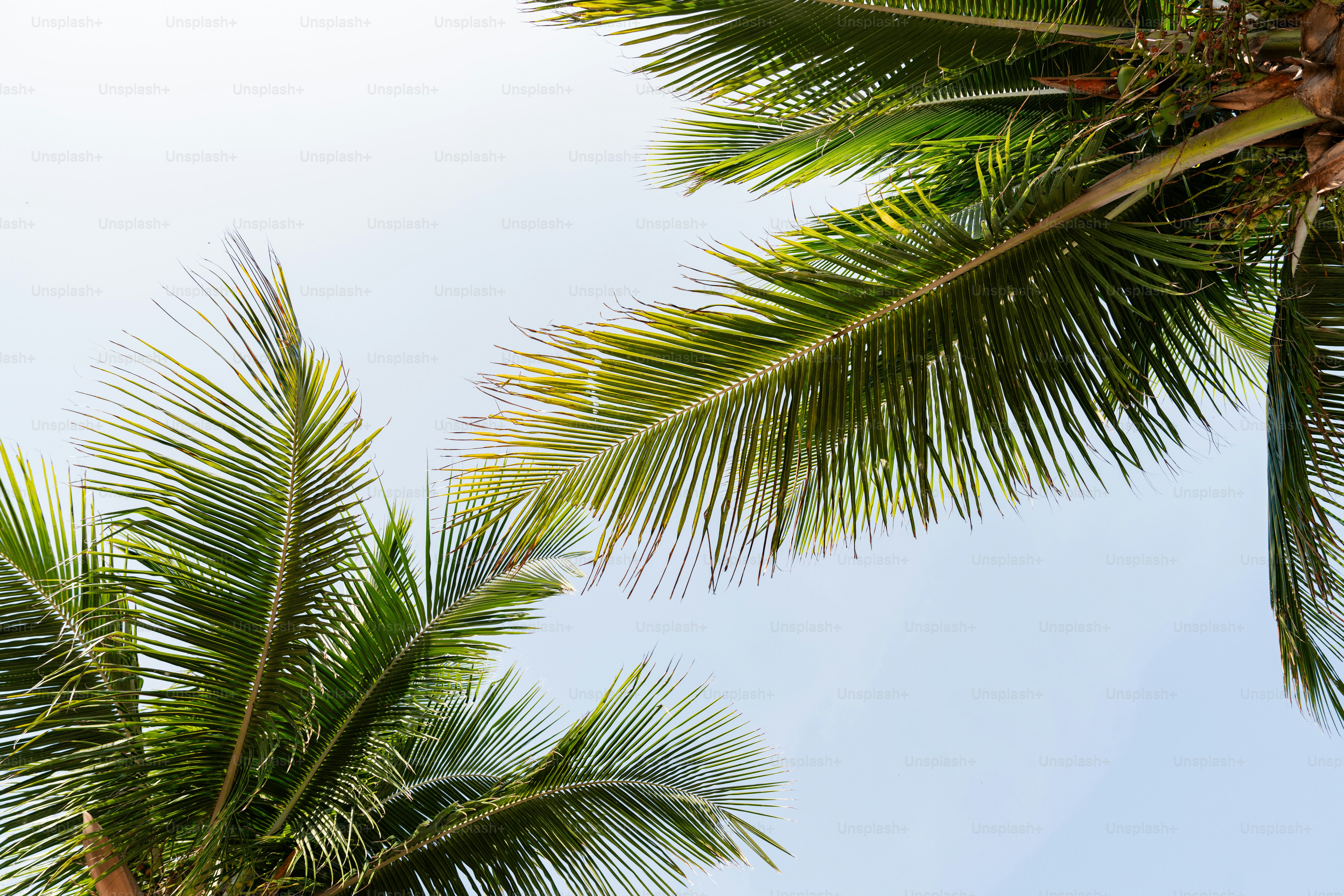 Two palm trees with a blue sky in the background photo – Wallpaper ...