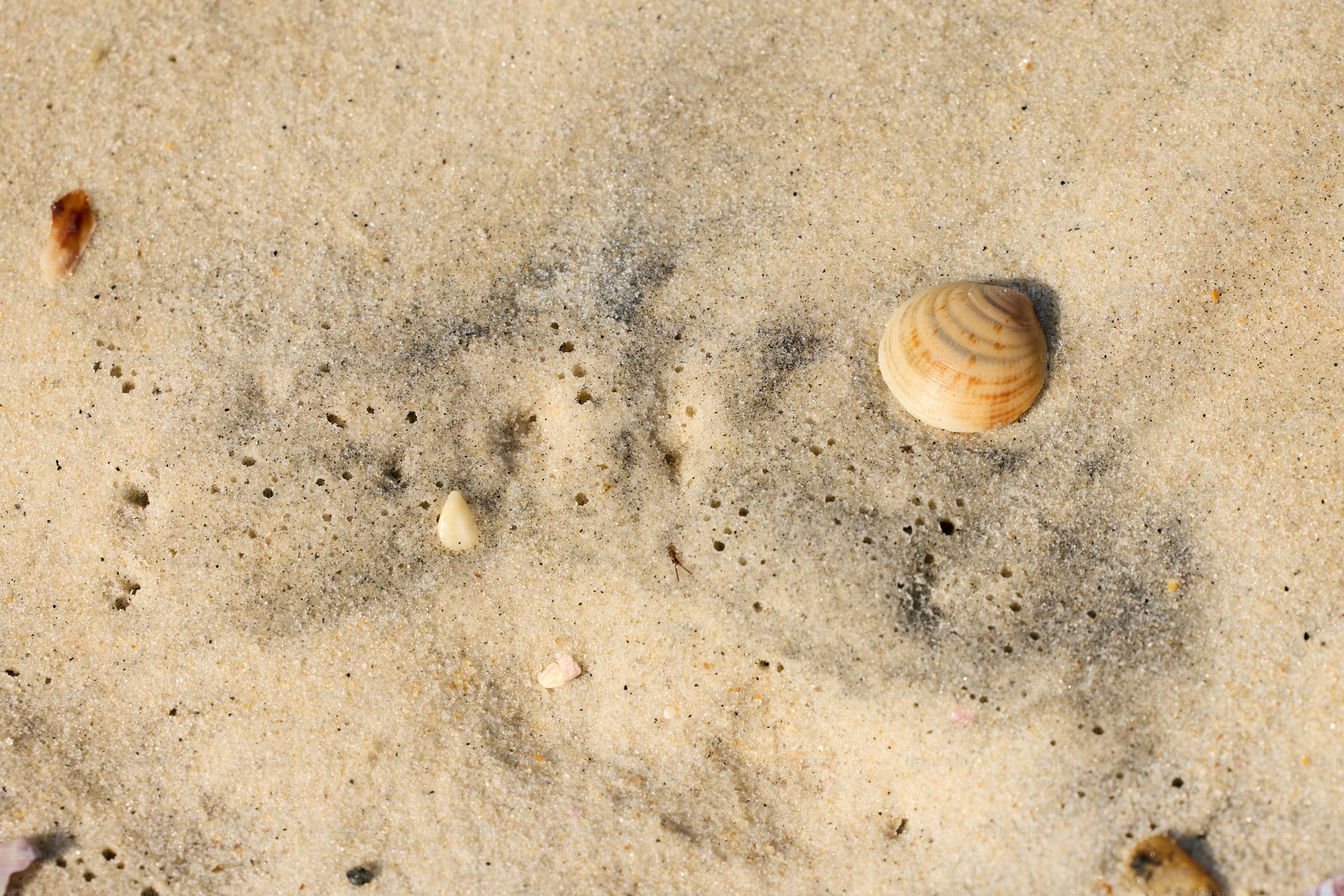 A picture of some shells in the sand photo – Beach Image on Unsplash