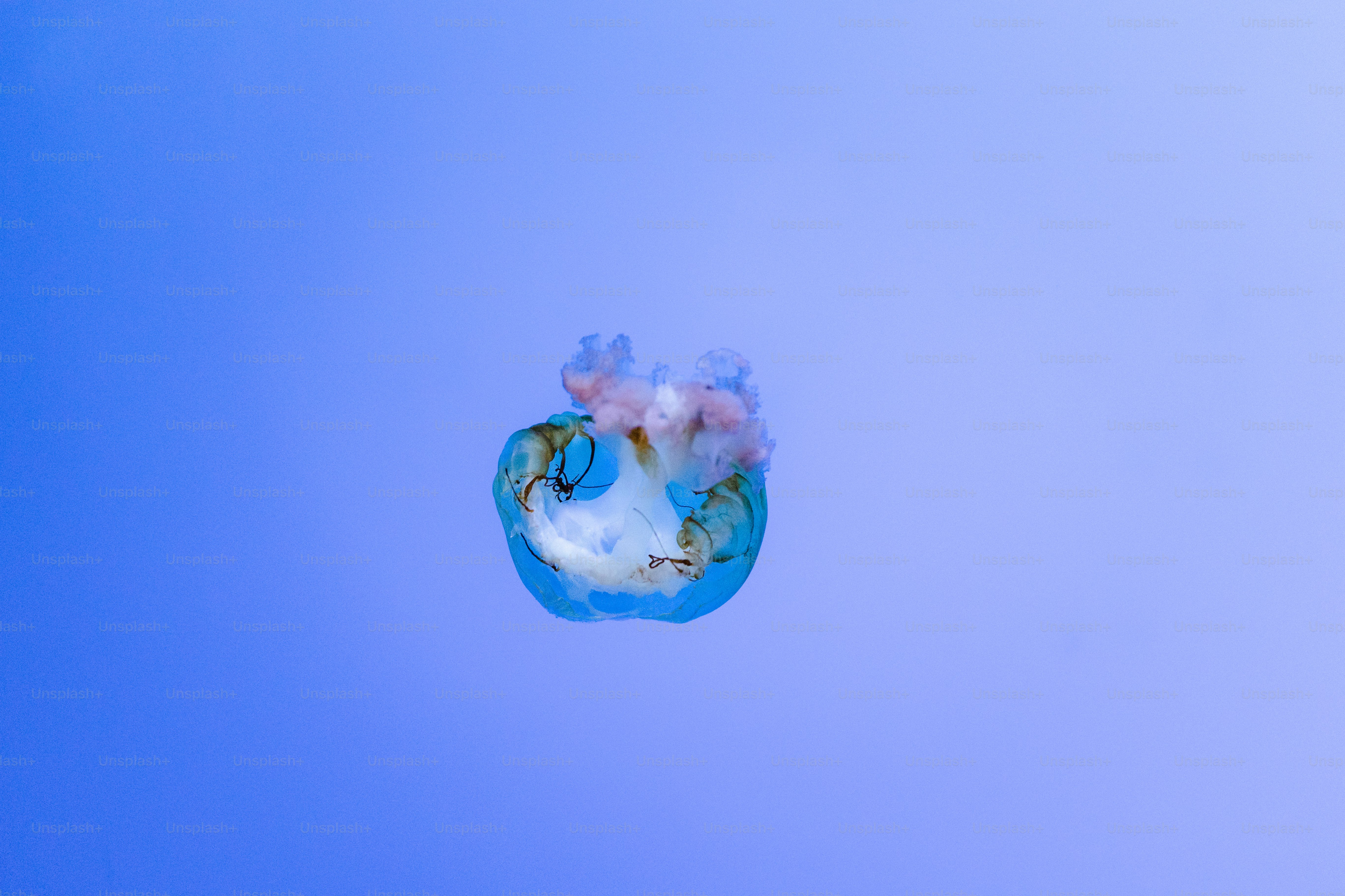 A jelly floating in the air on a clear day photo – Jellyfish Image on ...