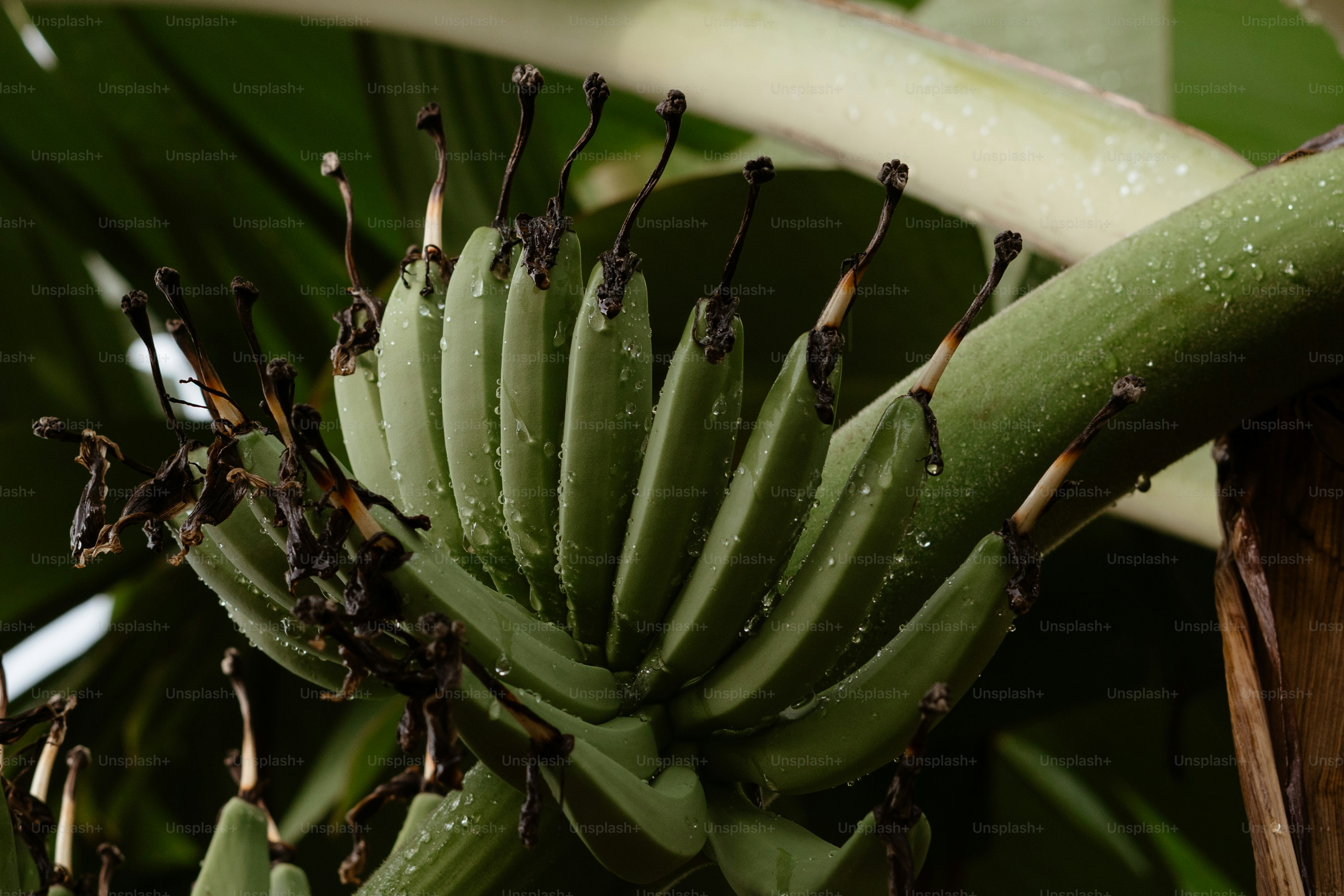 A bunch of green bananas hanging from a tree photo – Bananas Image on ...