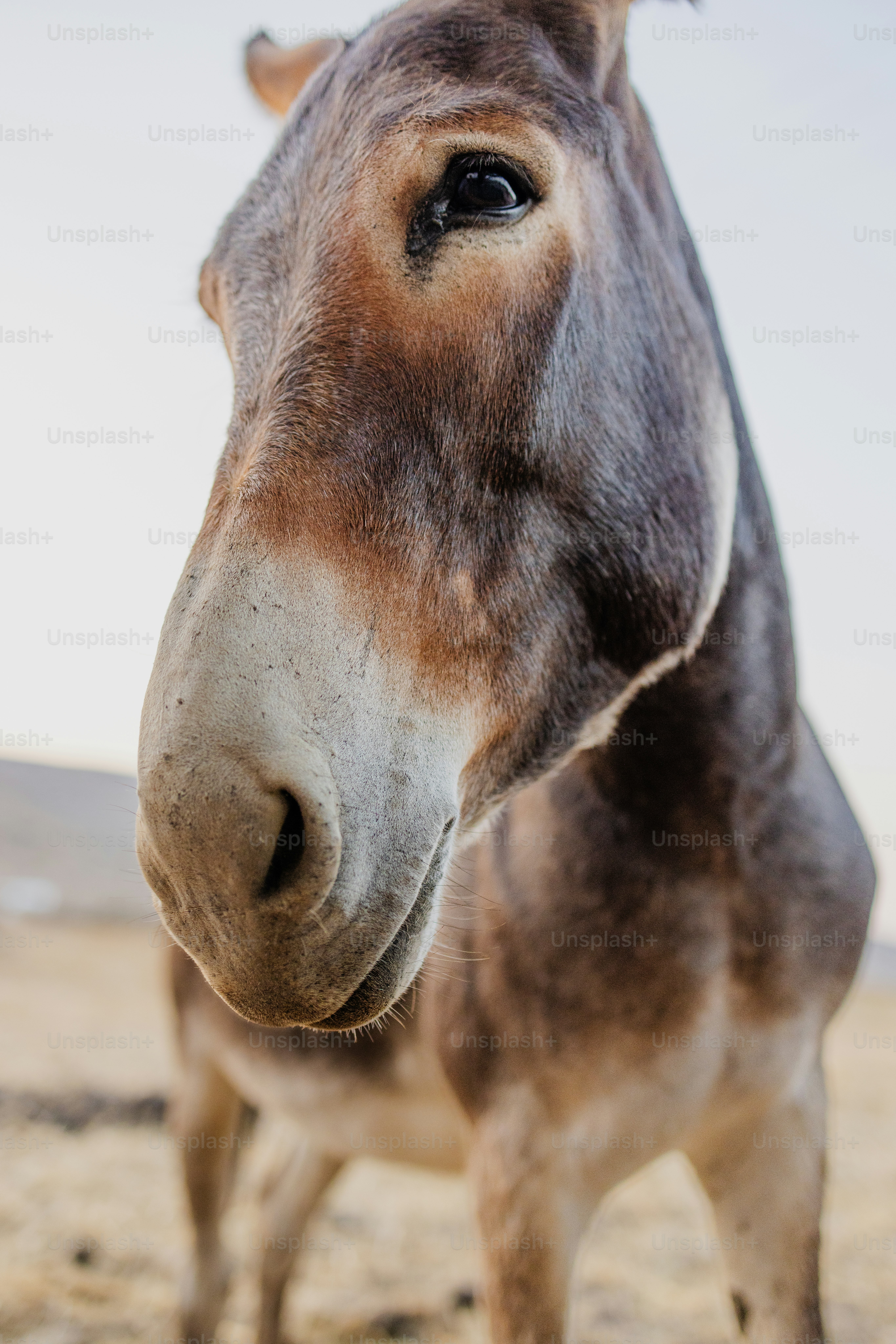 A close up of a donkey looking at the camera photo – Brown Image on ...