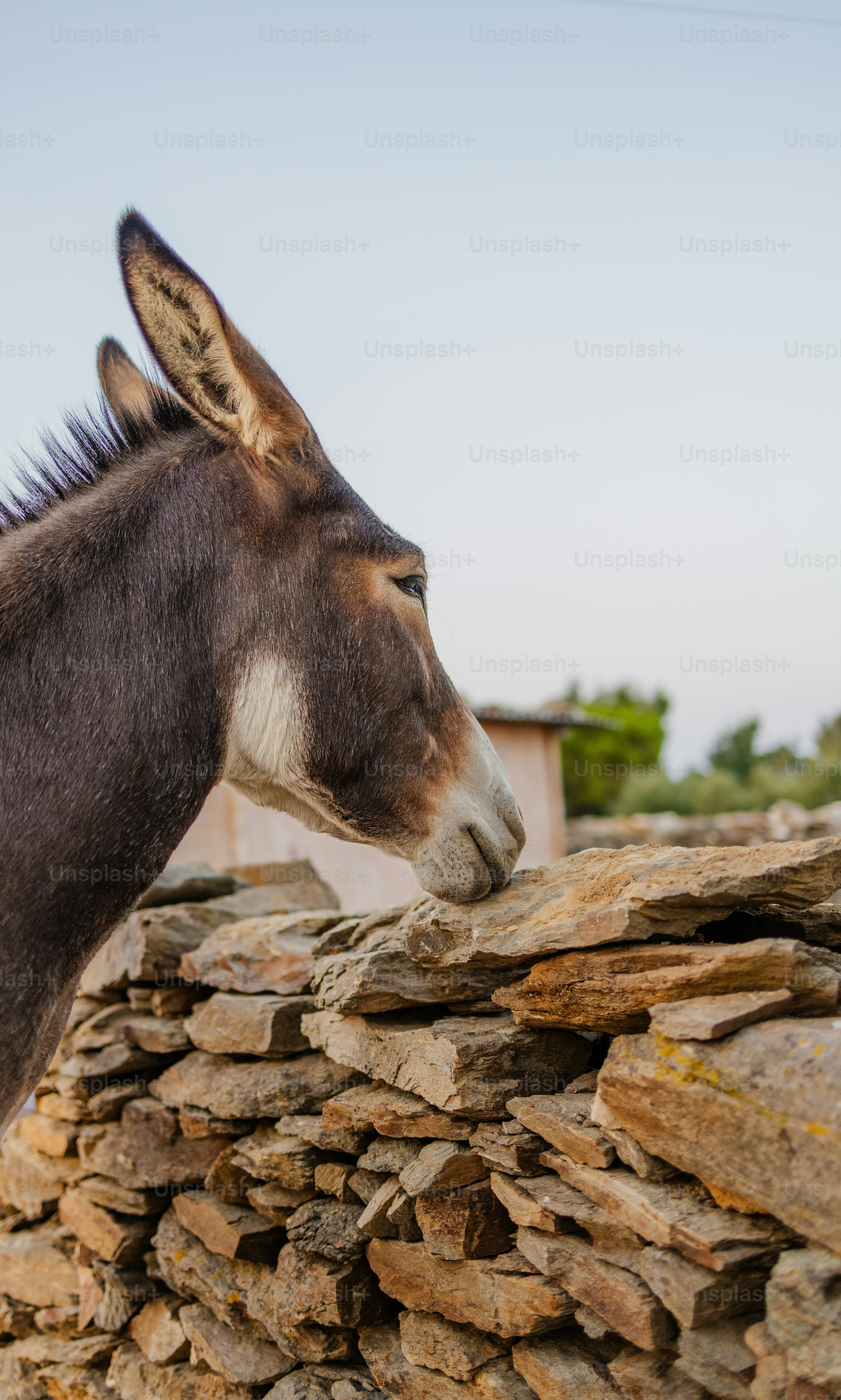 A donkey standing next to a pile of rocks photo – Animal Image on Unsplash