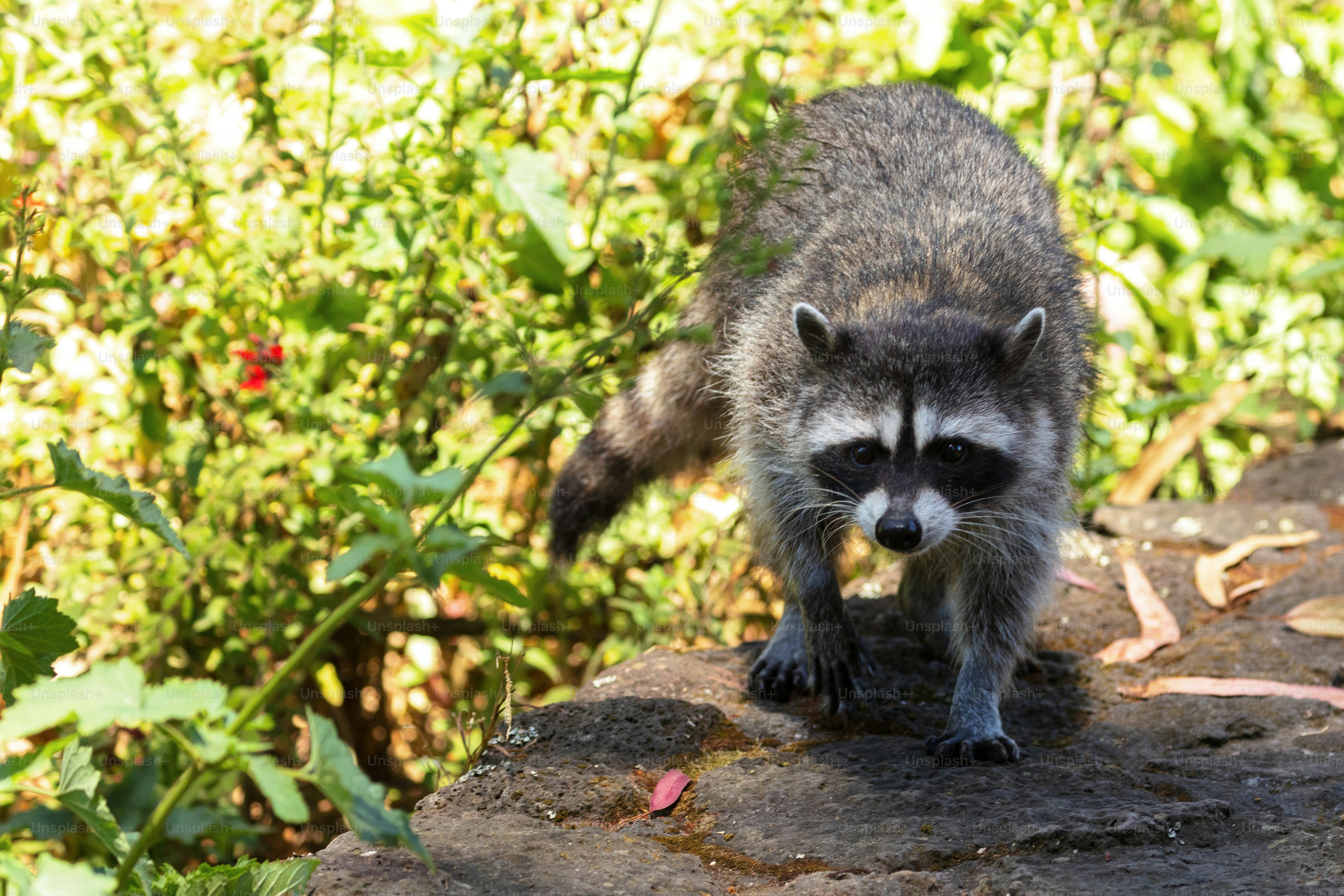 1000+ Fotos de mapaches | Descargar imágenes gratis en Unsplash