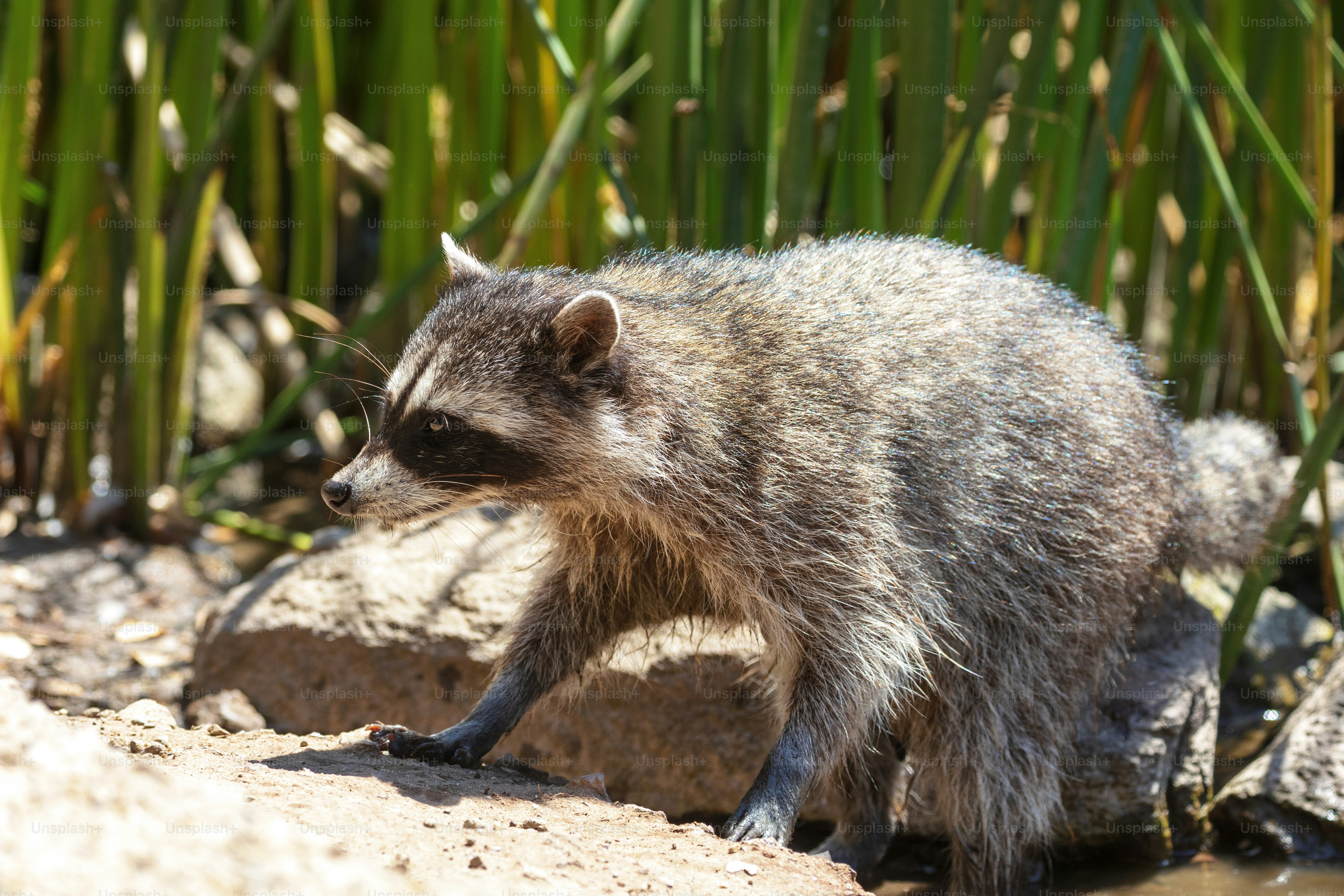 Un mapache parado en una roca cerca de un cuerpo de agua foto – Imagen ...