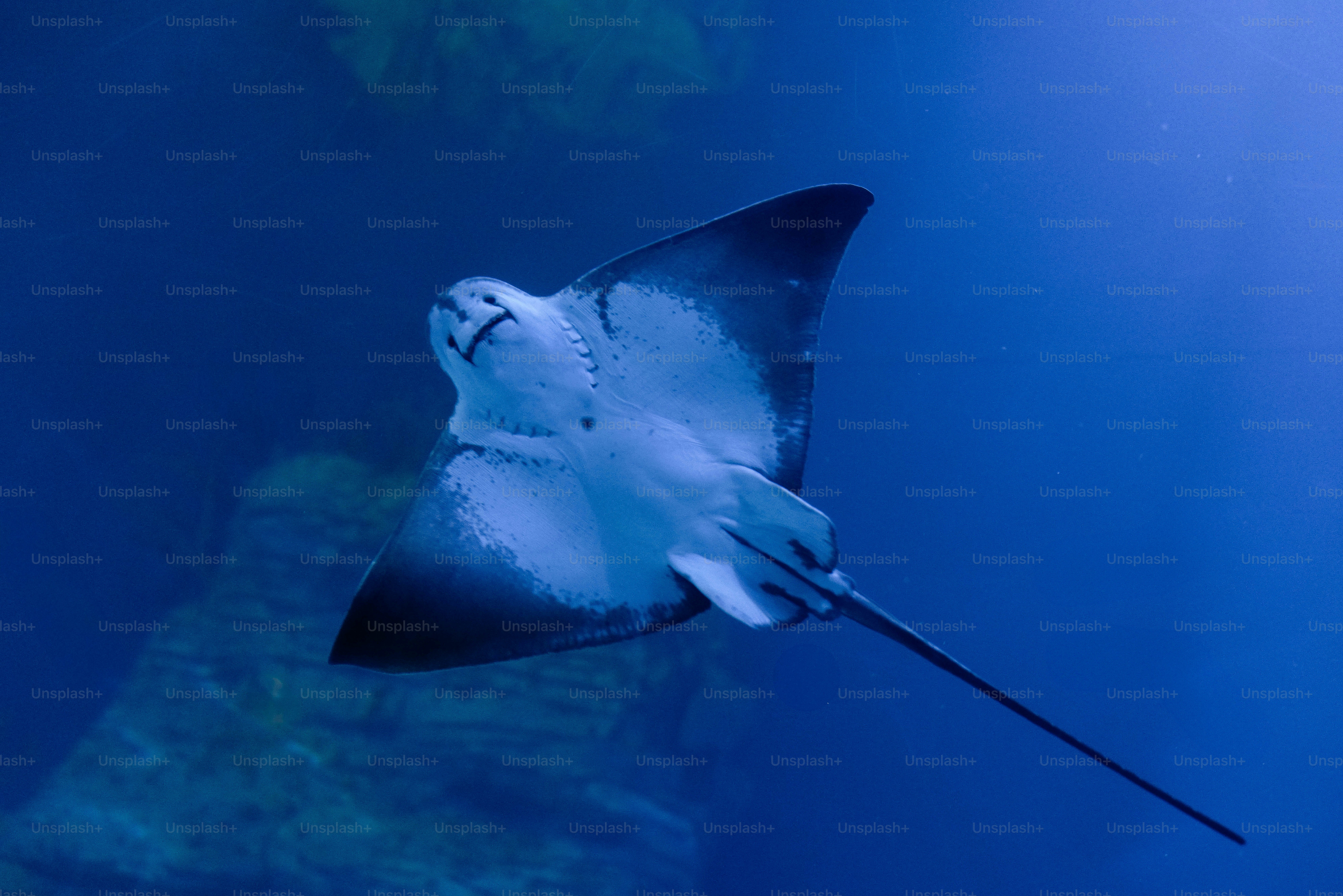 A manta ray swimming in the ocean photo – Animal Image on Unsplash