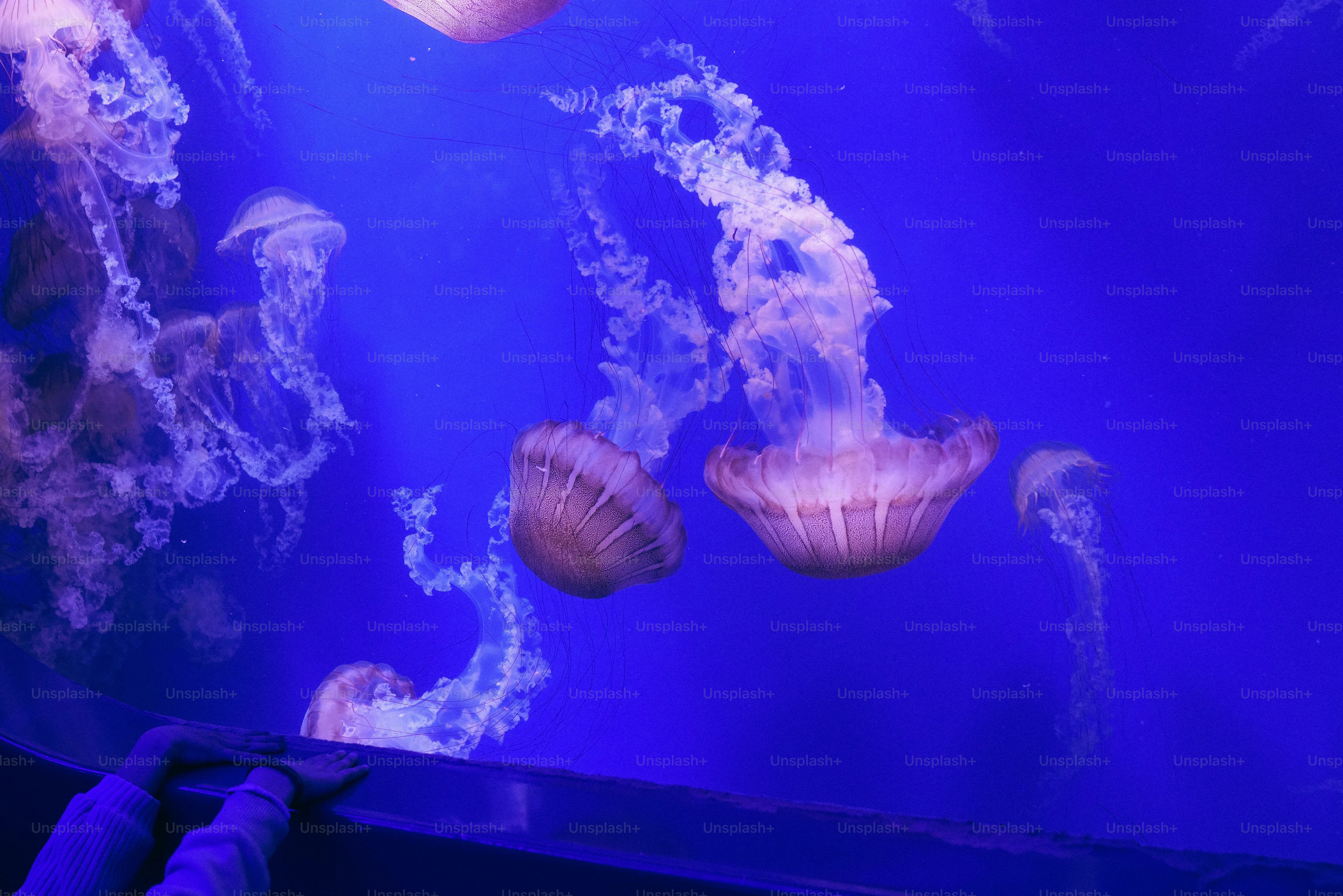 A group of jellyfish swimming in the water photo – Aquarium Image on ...