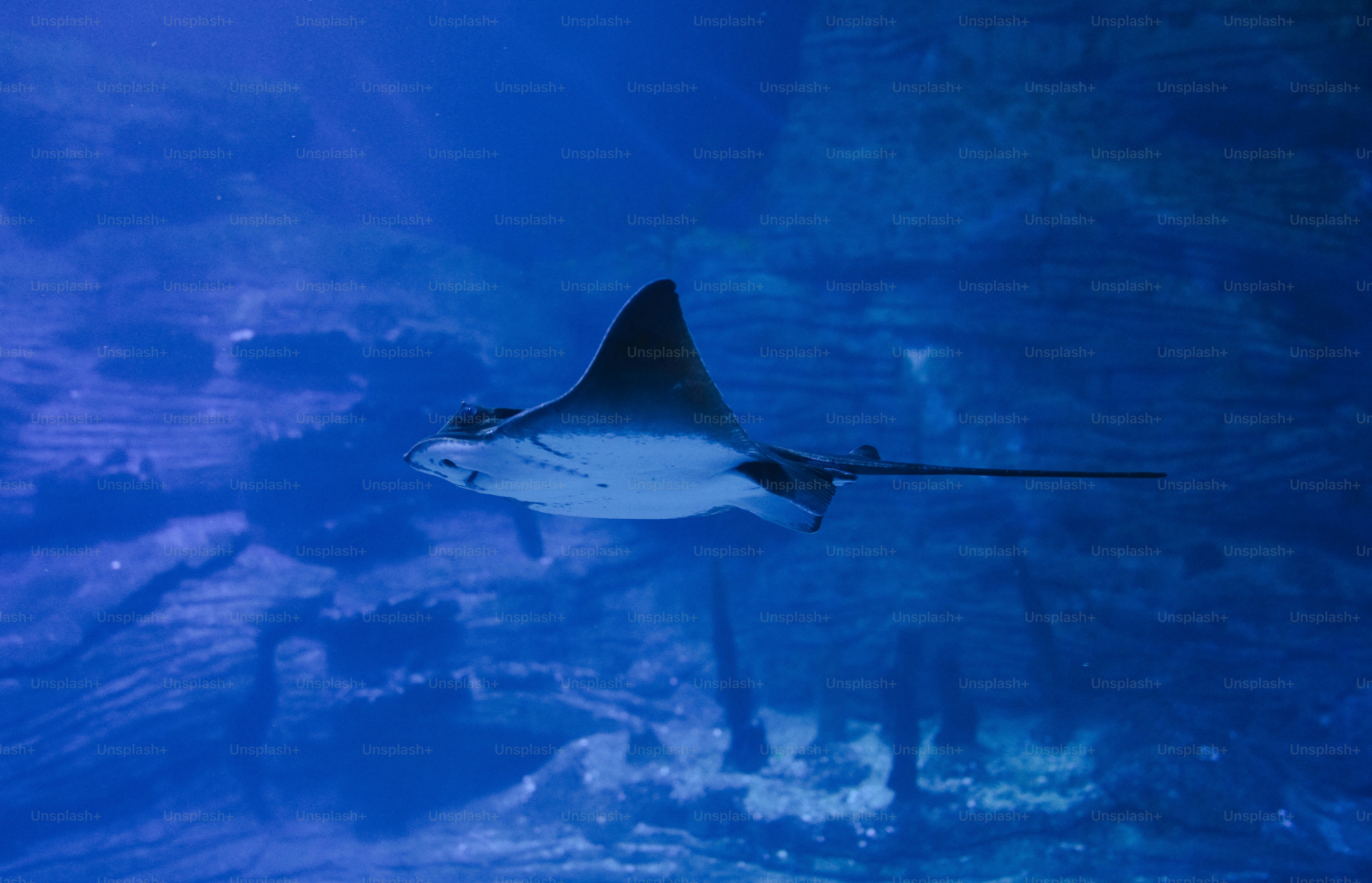 Una mantarraya nadando en el océano foto – Imagen de Acuario en Unsplash