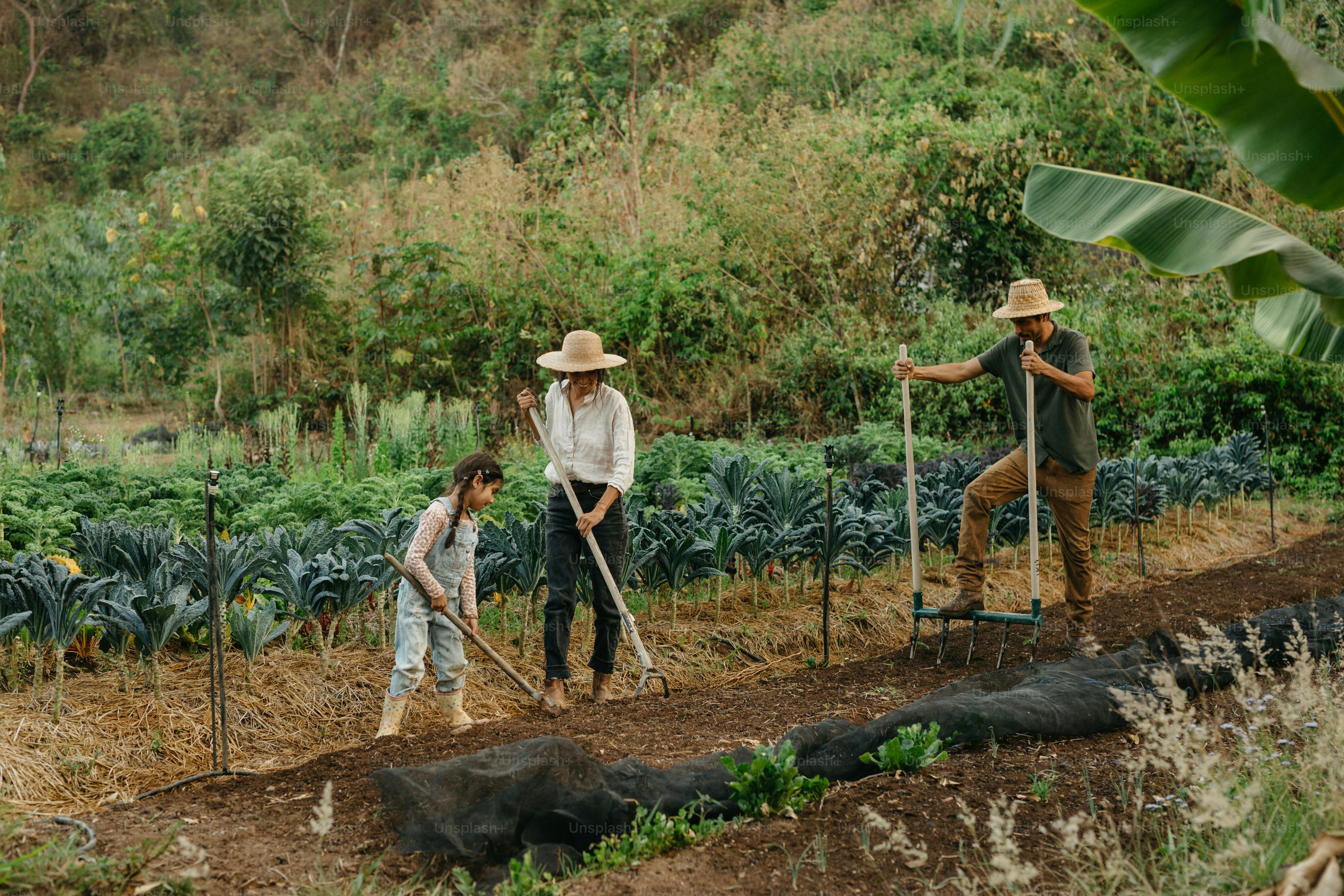 A group of people working in a field photo – Outdoor adventures Image ...