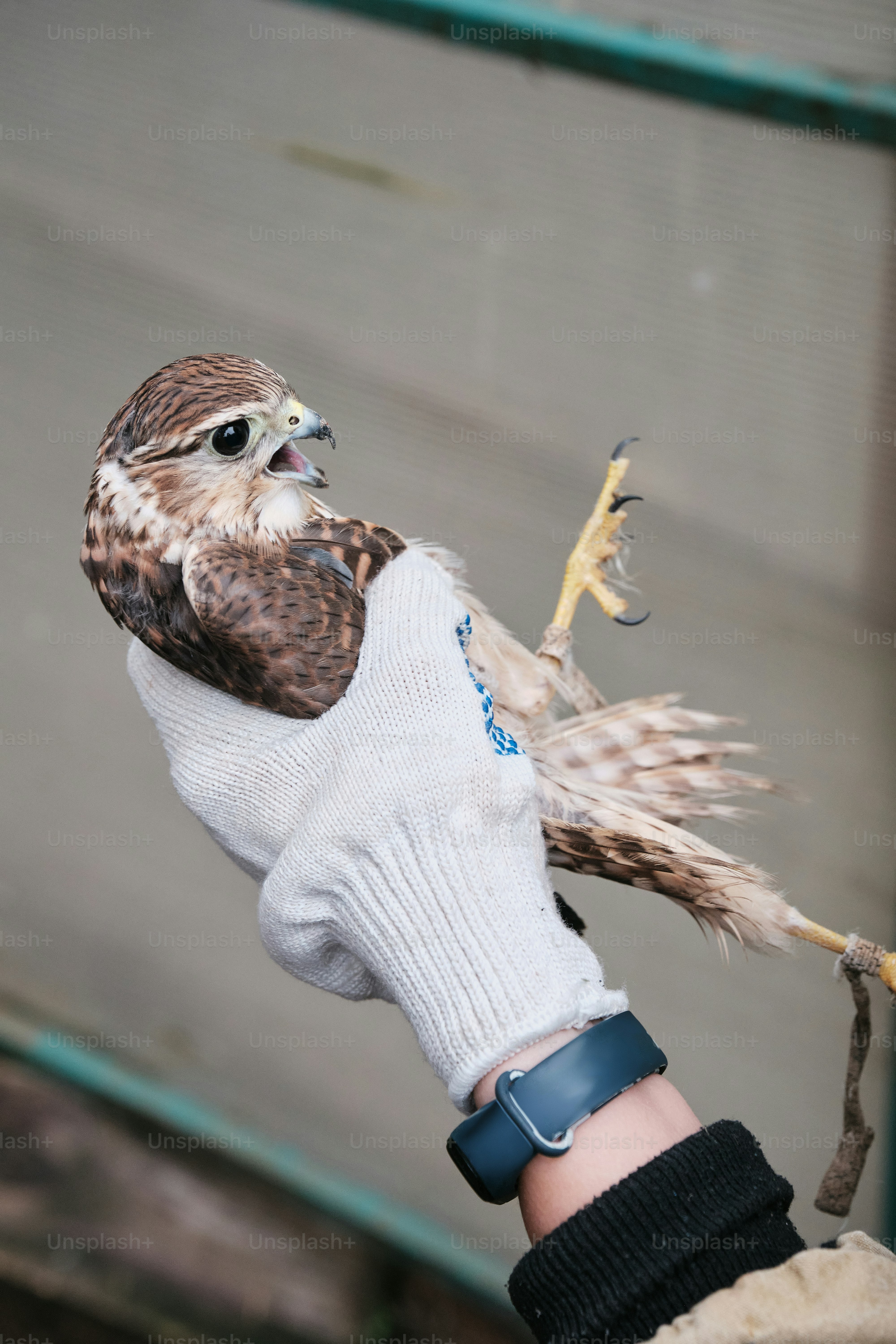 A person holding a bird in their hand photo – Ornithologist Image on ...