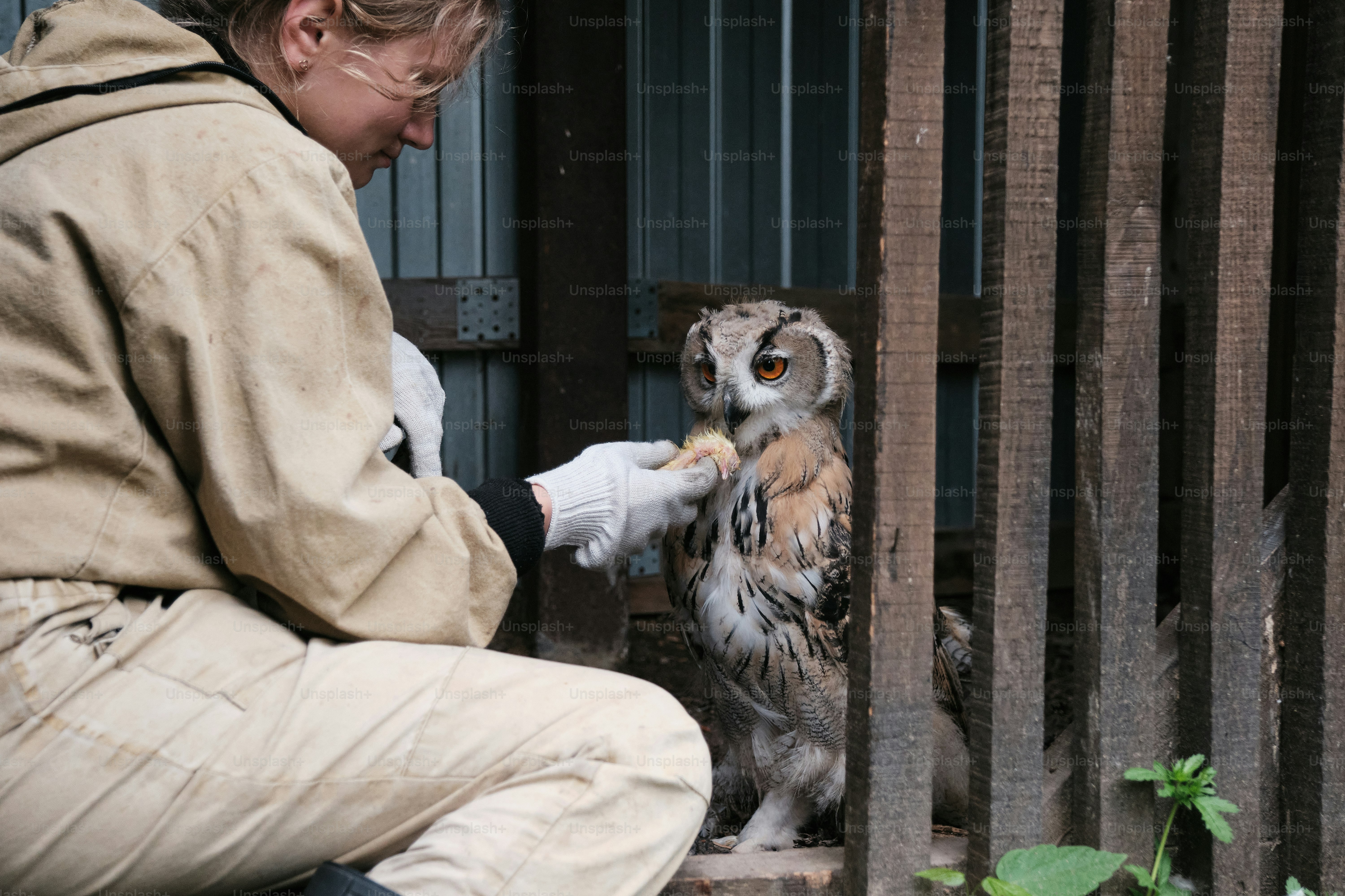 A man feeding an owl from his hand photo – Ornithologist Image on Unsplash