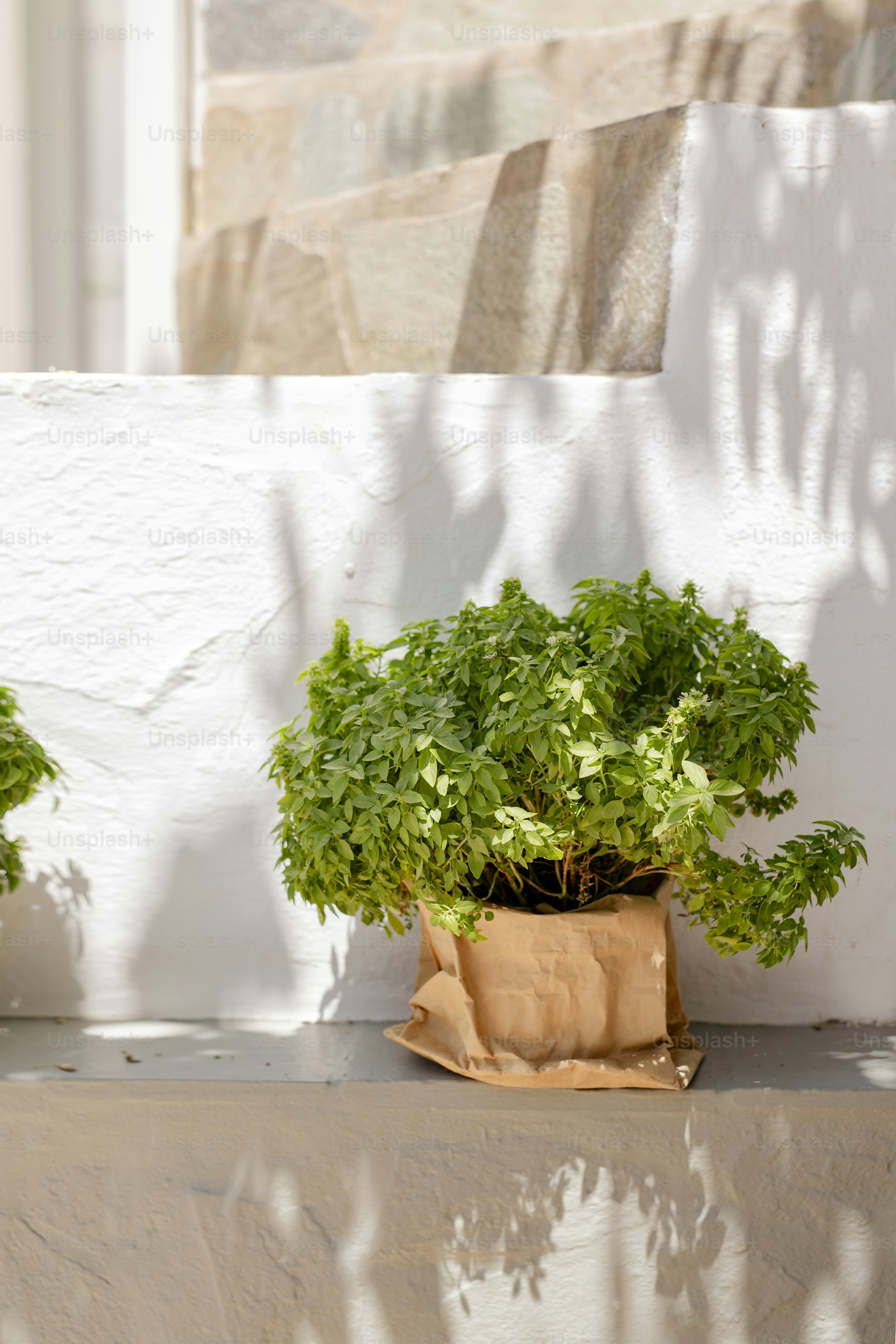 A couple of potted plants sitting on a ledge photo – Summer Image on ...
