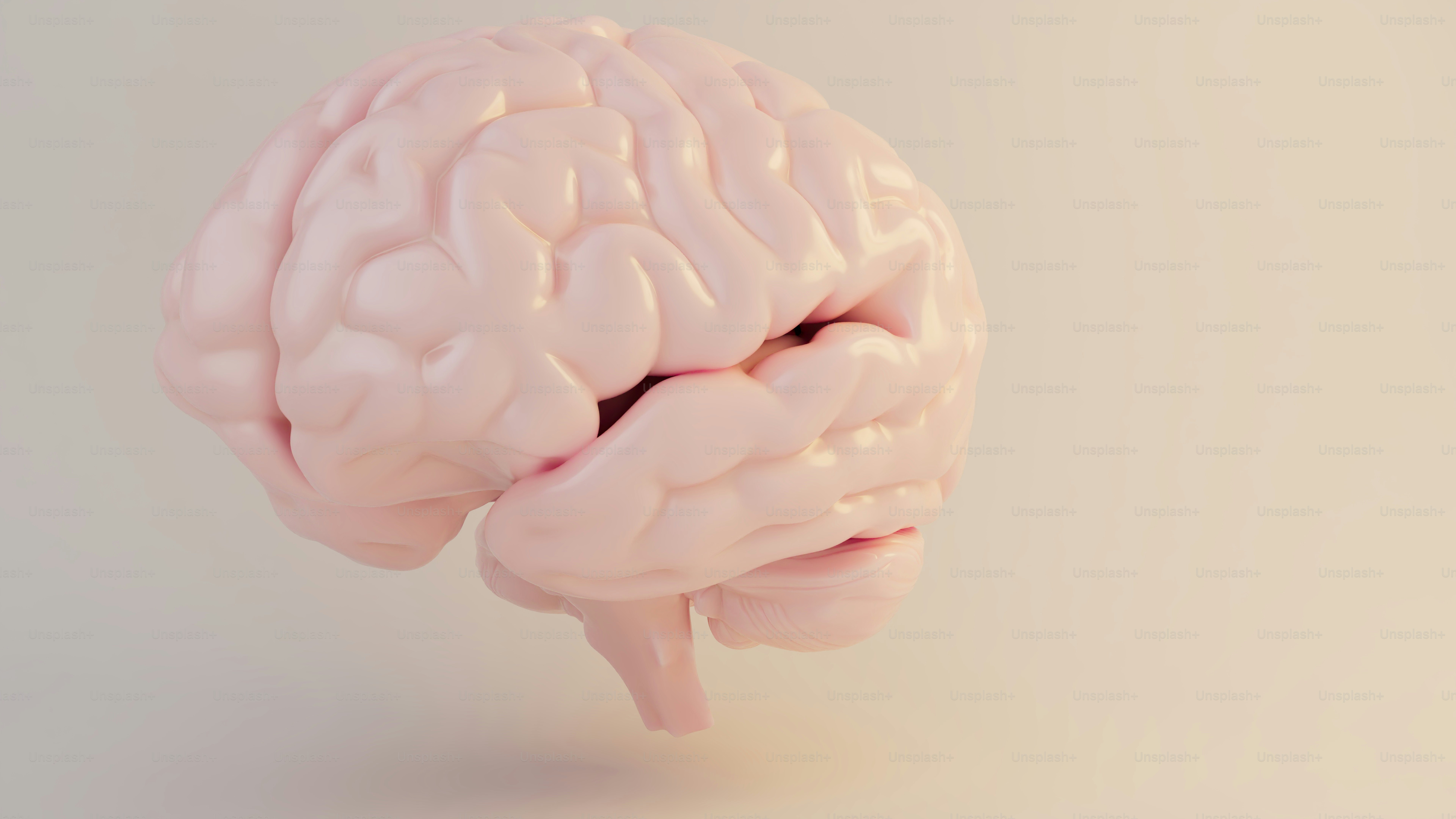 A pink model of a human brain on a white background photo – Brain Image ...
