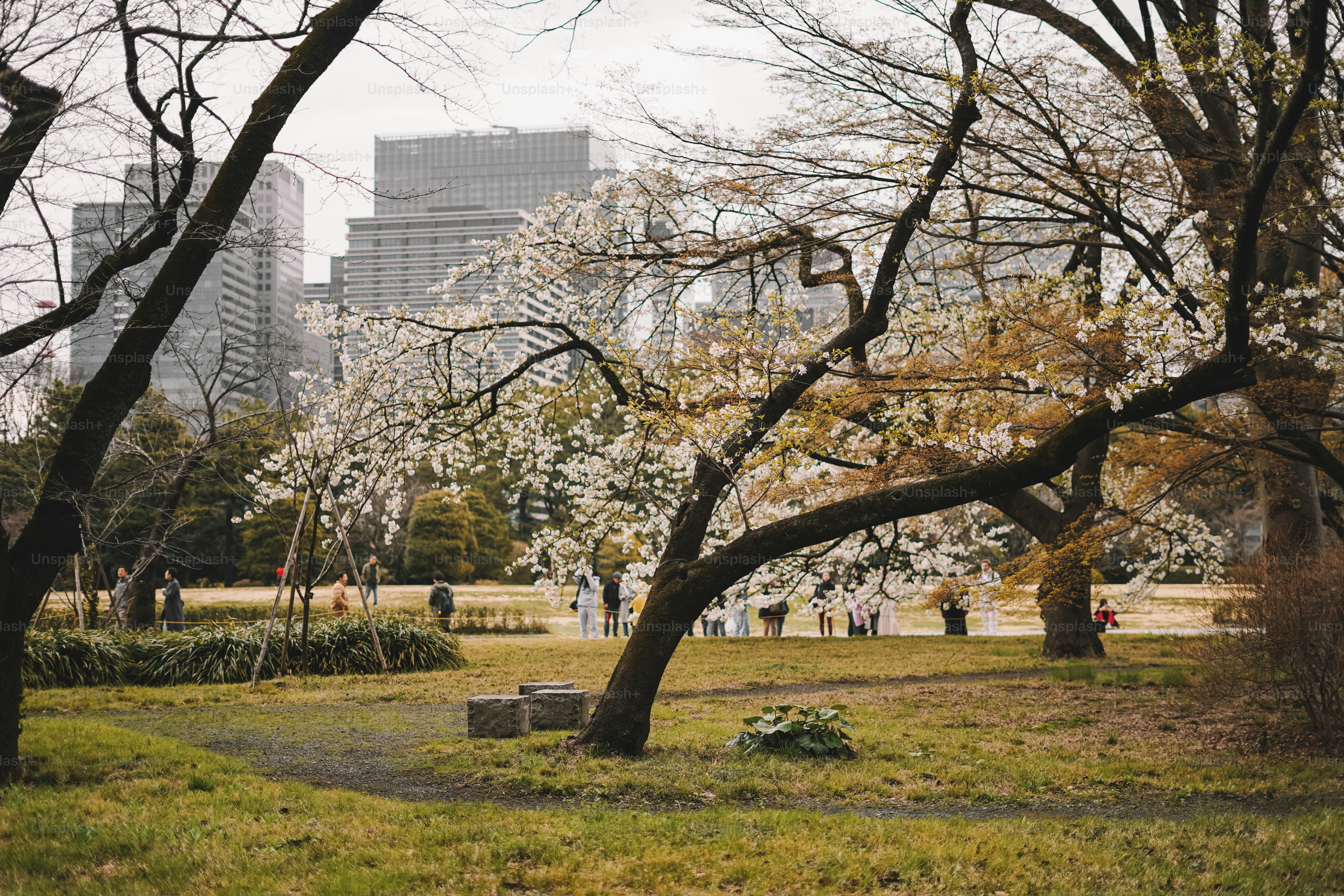 Imágenes de Un Parque | Descarga imágenes gratuitas en Unsplash