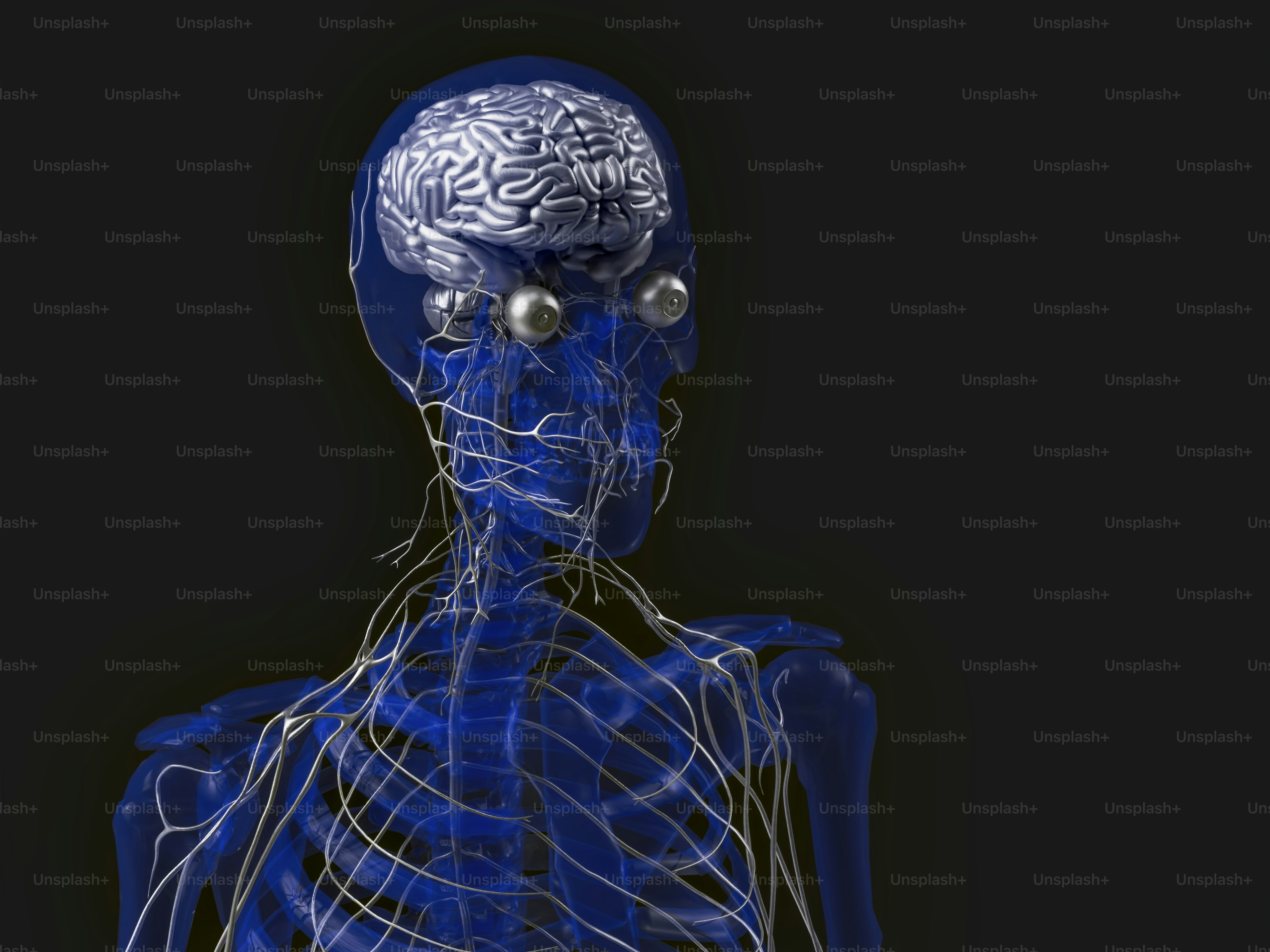 A computer generated image of the human body photo – 3d render Image on ...