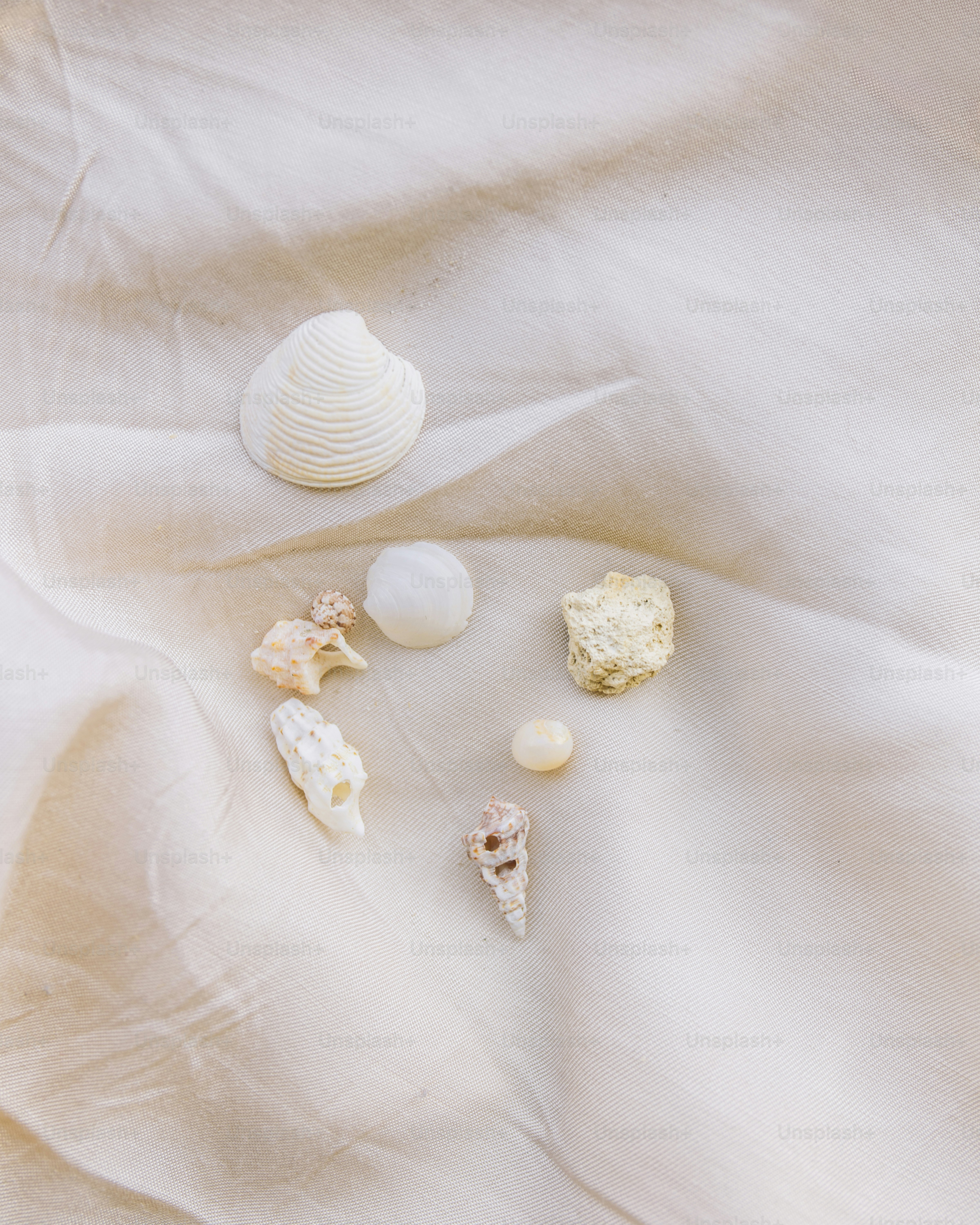 A white sheet with shells and seashells on it photo – Neutral aesthetic ...