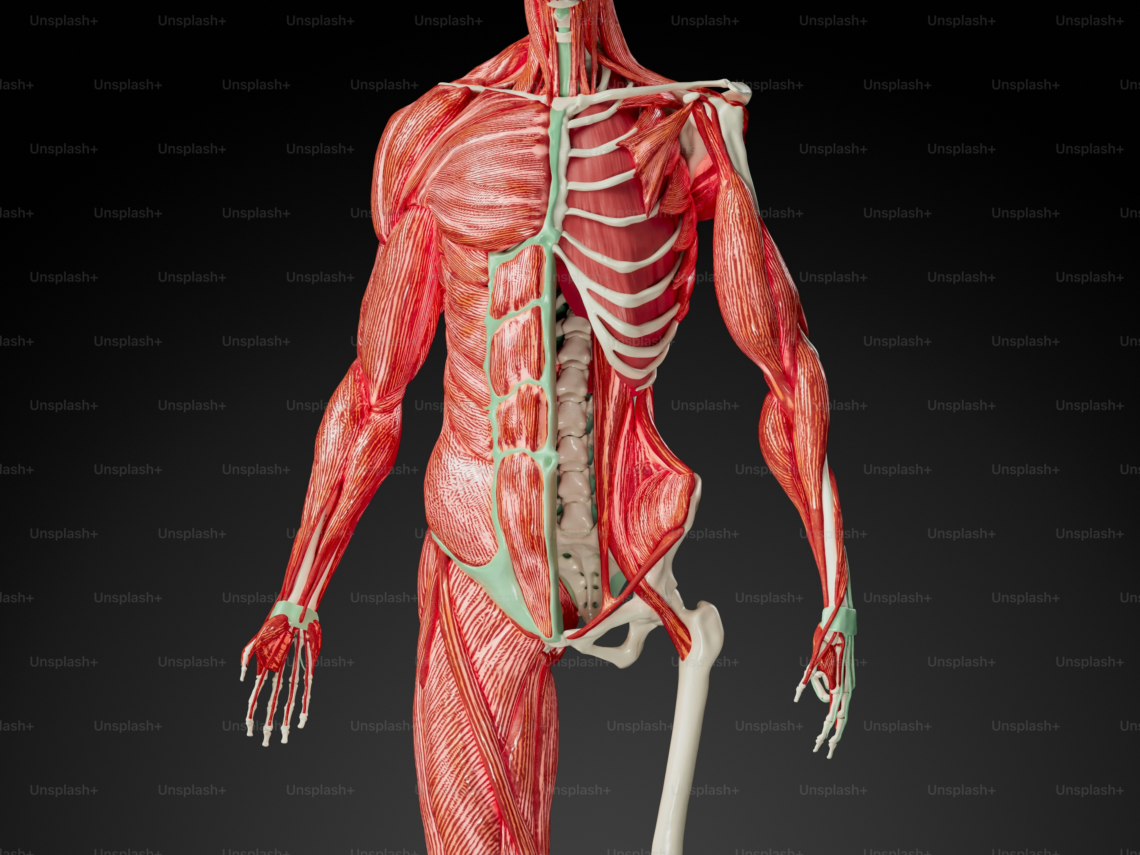 A model of the human body with muscles highlighted photo – Human Image ...