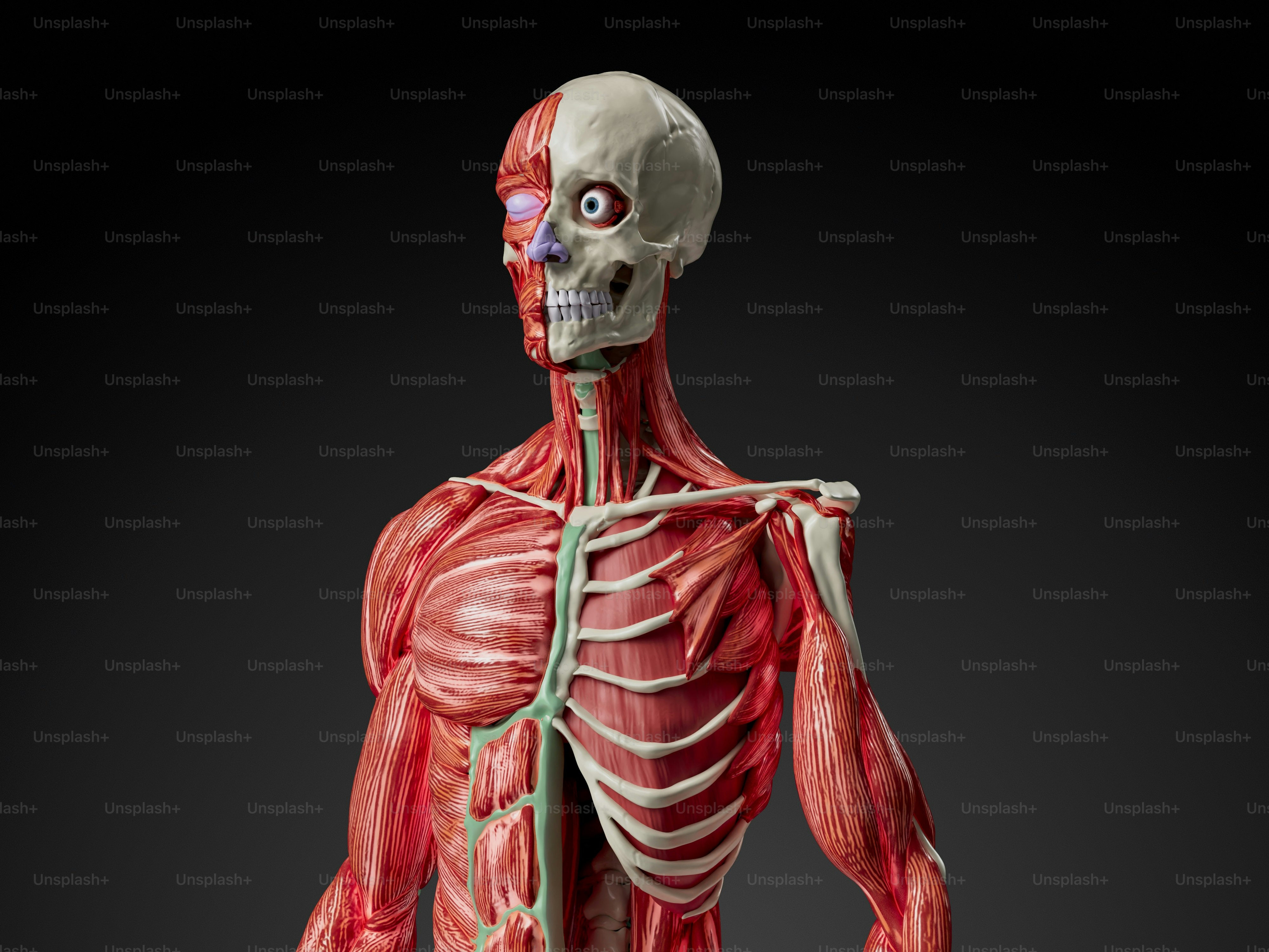 A model of the human body with muscles highlighted photo – Human Image ...
