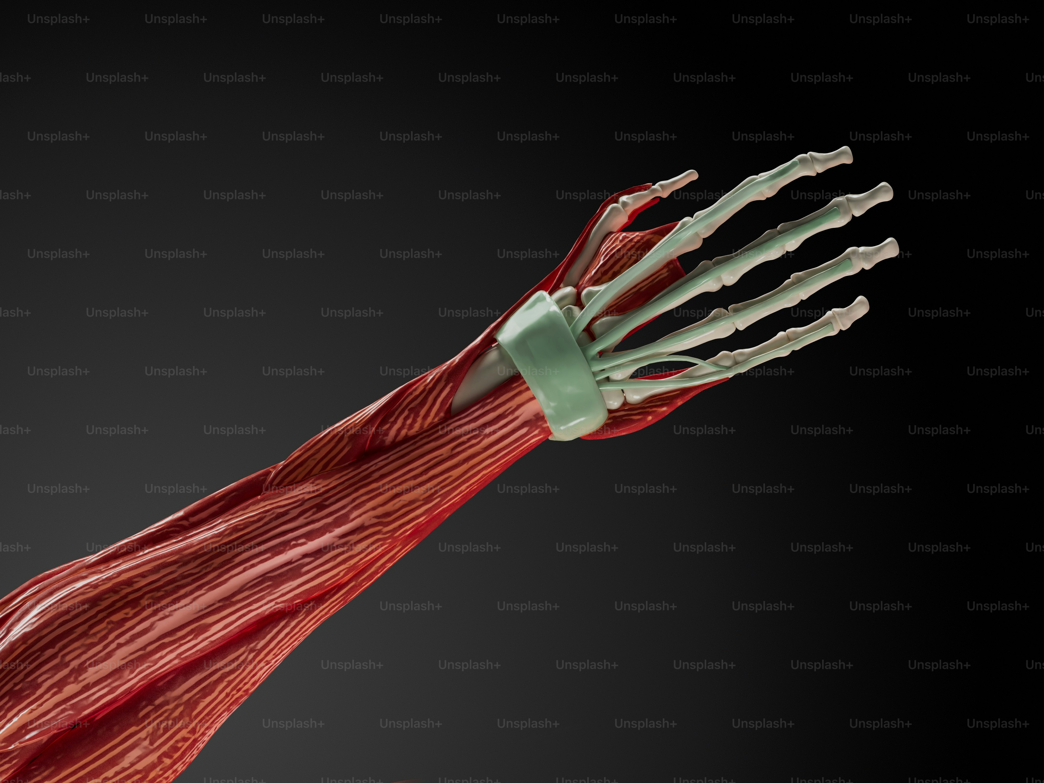 Un primer plano de los músculos del brazo de una persona foto – Imagen ...