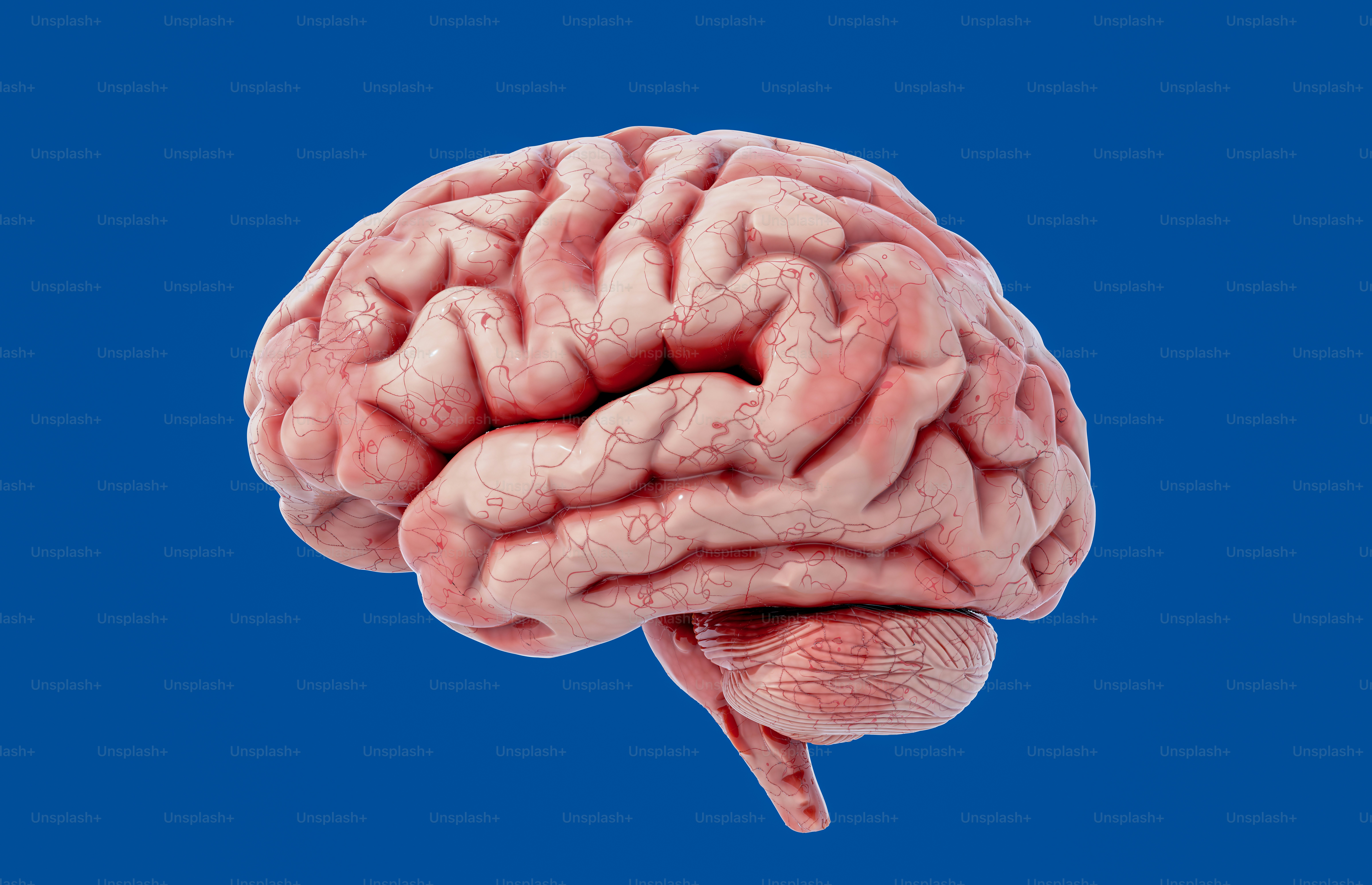 A picture of a human brain on a blue background photo – Human Image on ...