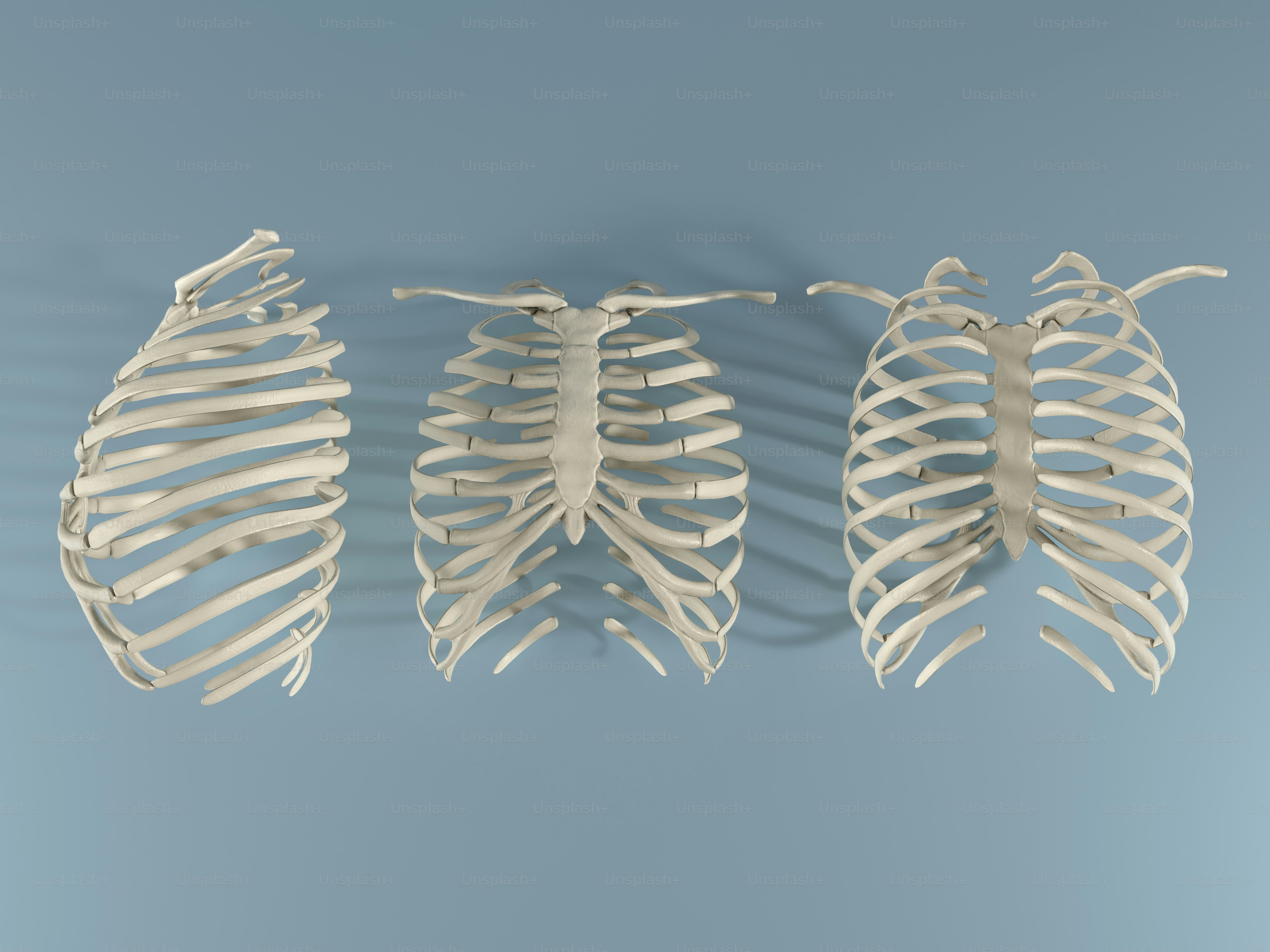 A group of three bones hanging from a string photo – Ribcage Image on ...