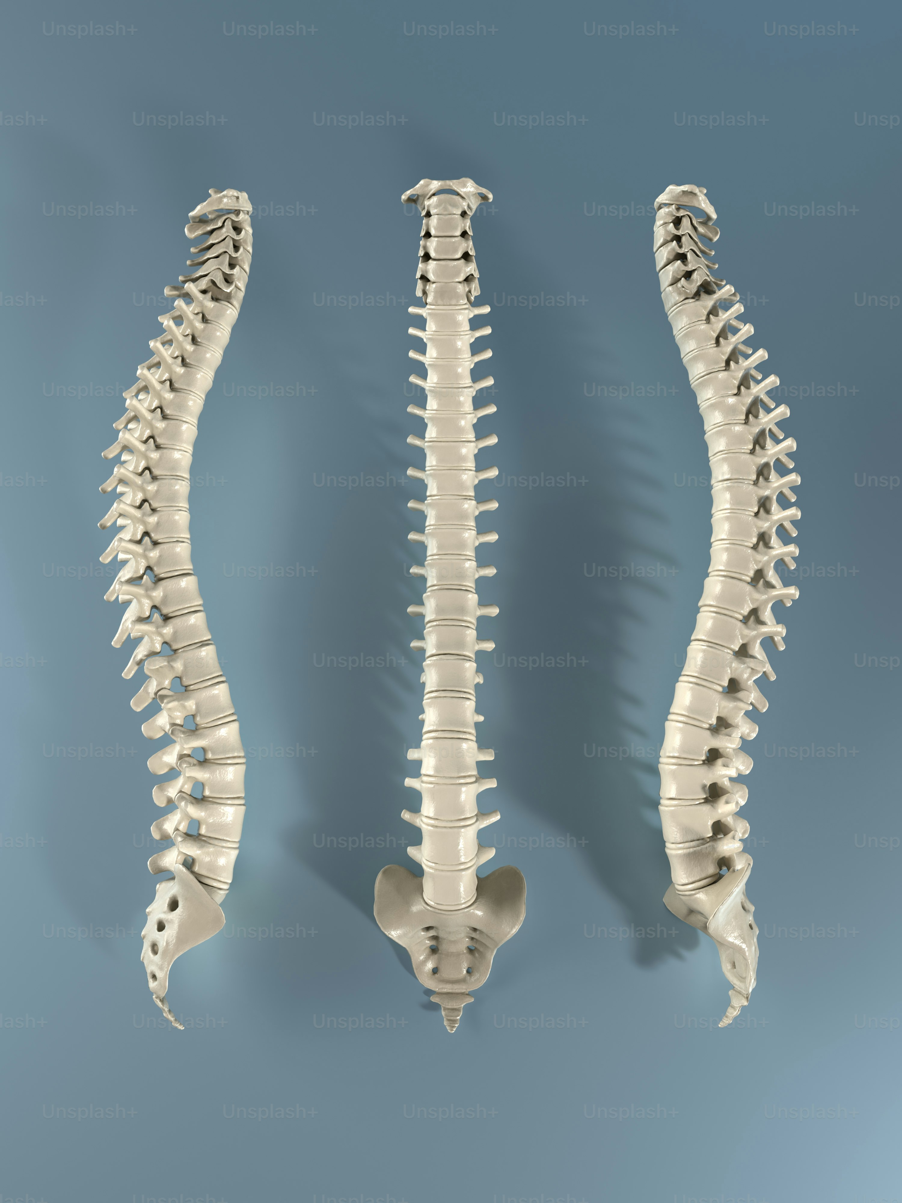 A group of three different types of bones photo – Anatomy Image on Unsplash