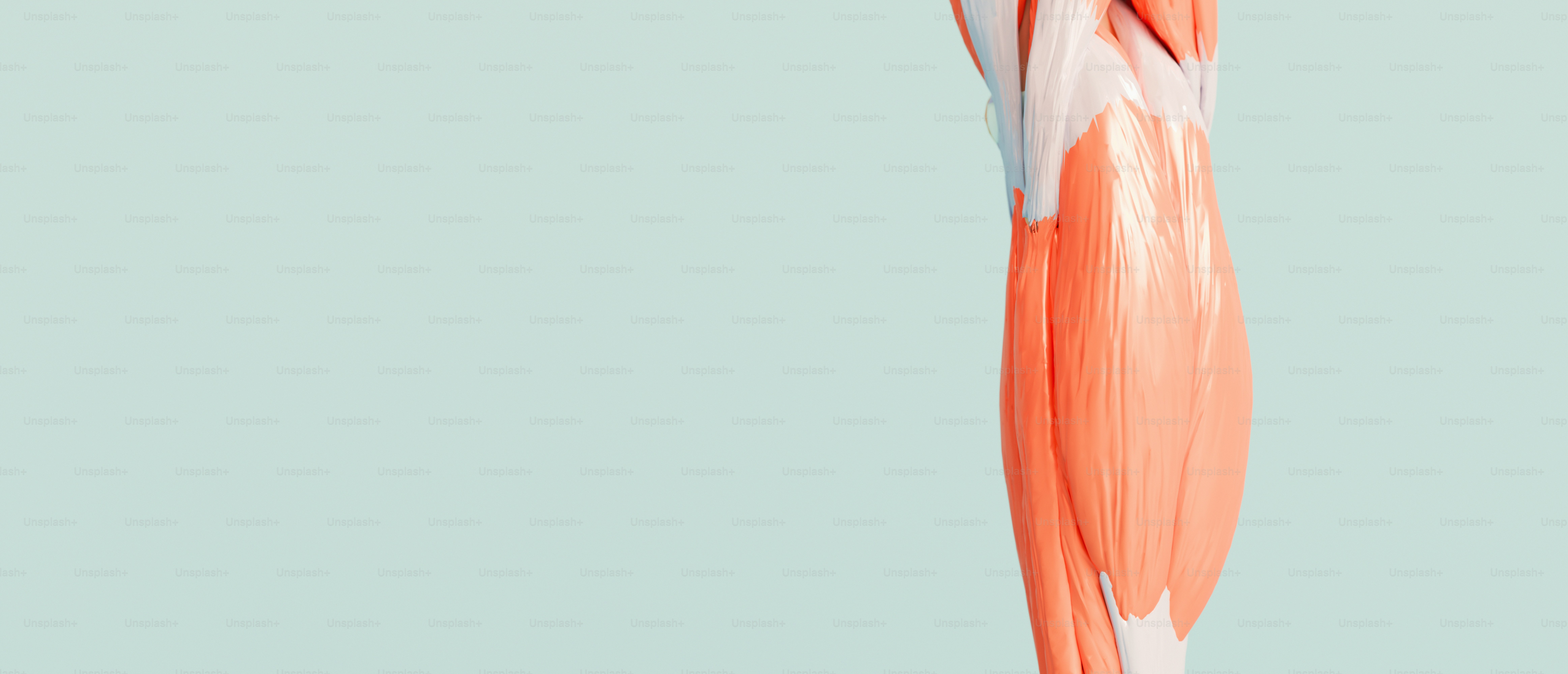 A close up of the muscles of a person photo – Body part Image on Unsplash