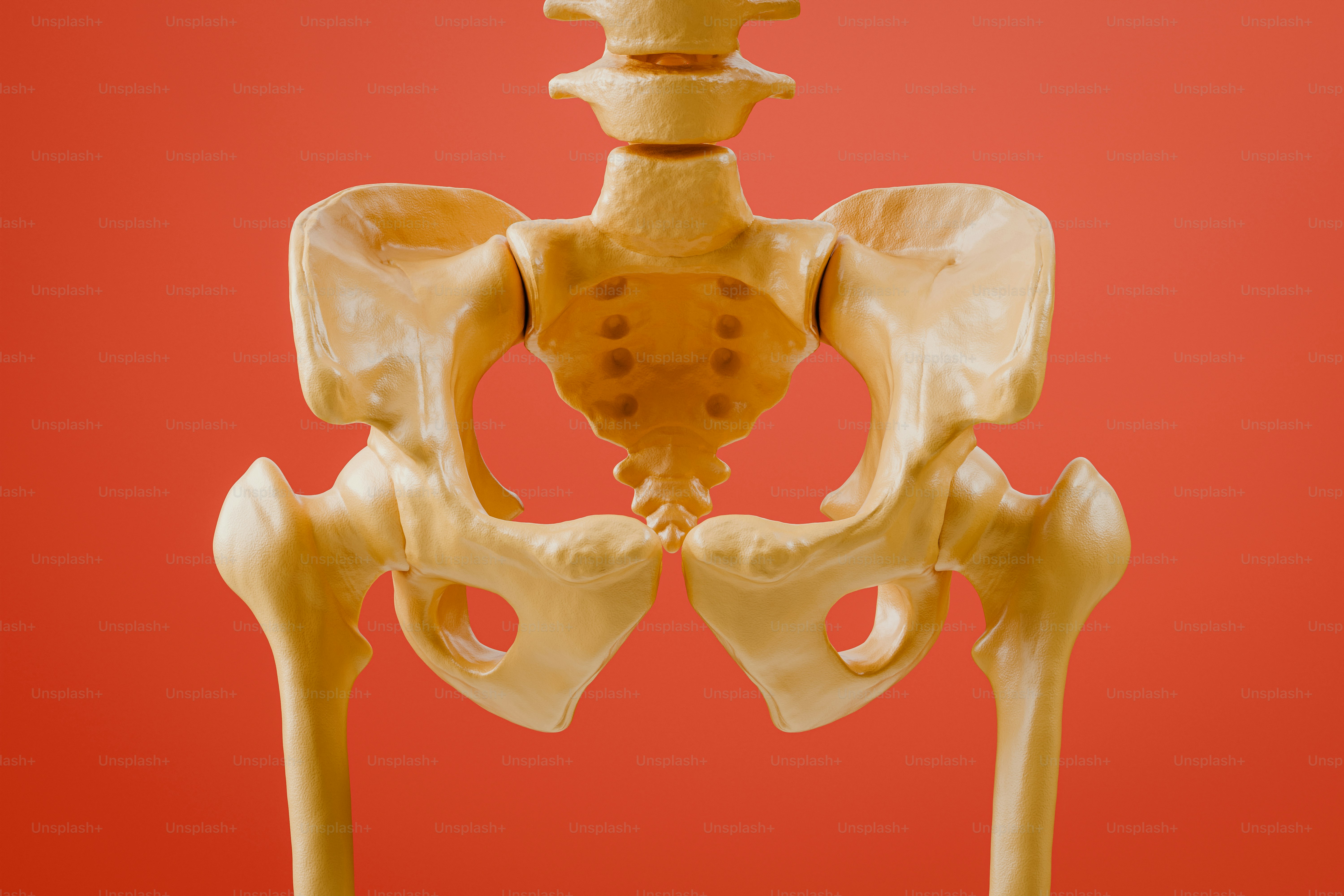 A picture of a human skeleton on a red background photo – Pelvis Image ...
