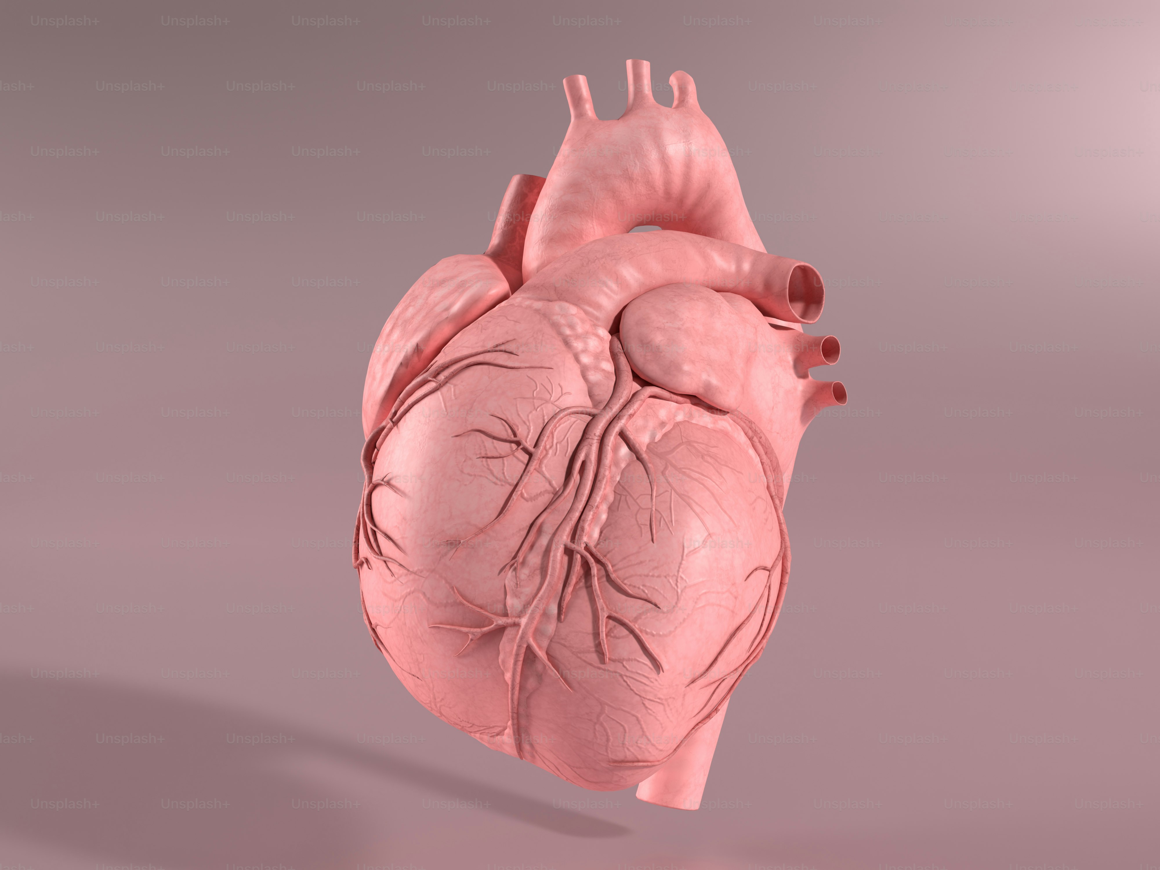 A computer generated image of a human heart photo – Heart Image on Unsplash