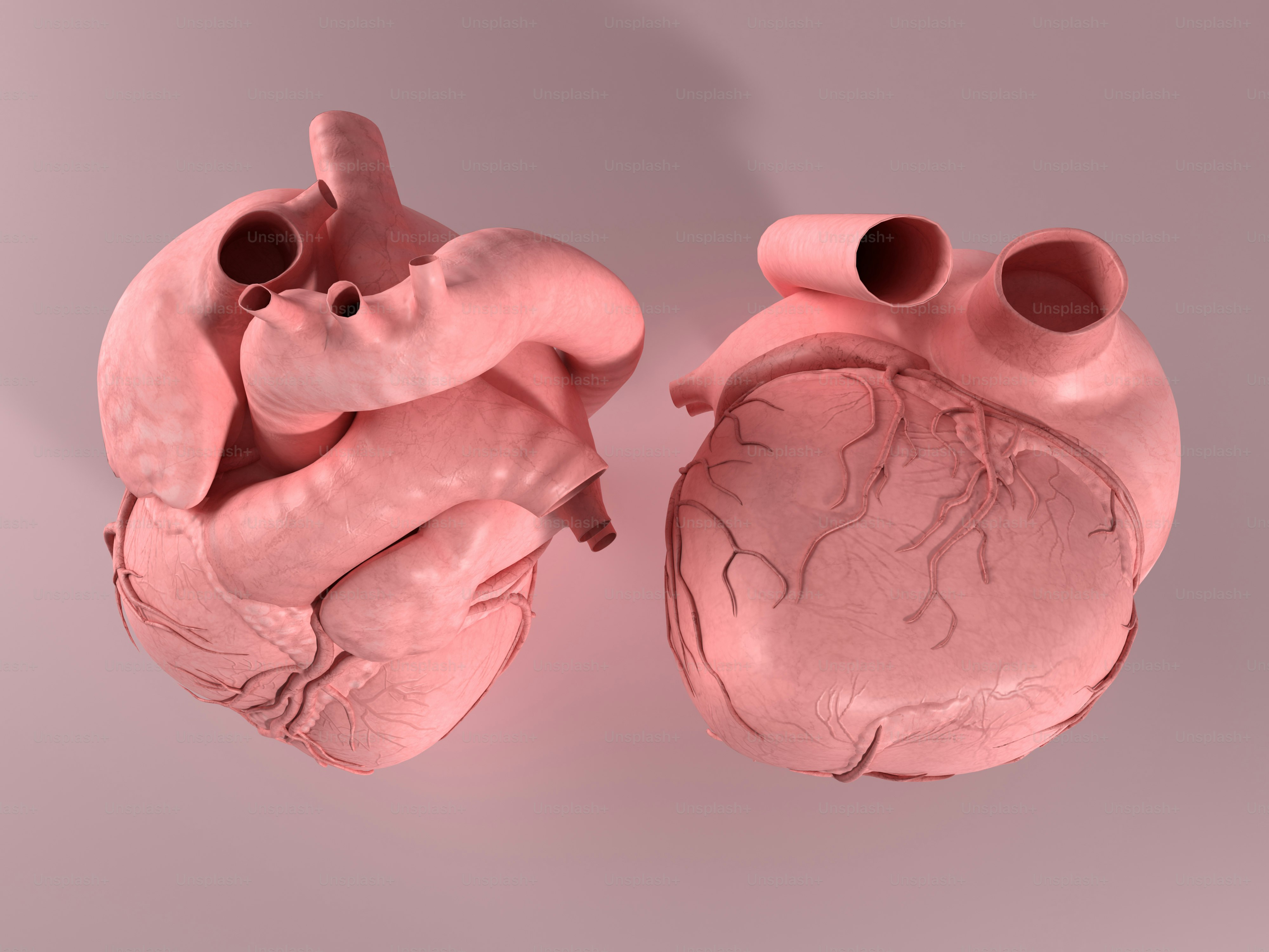 A pair of human heart valves on a pink background photo – Heart Image ...