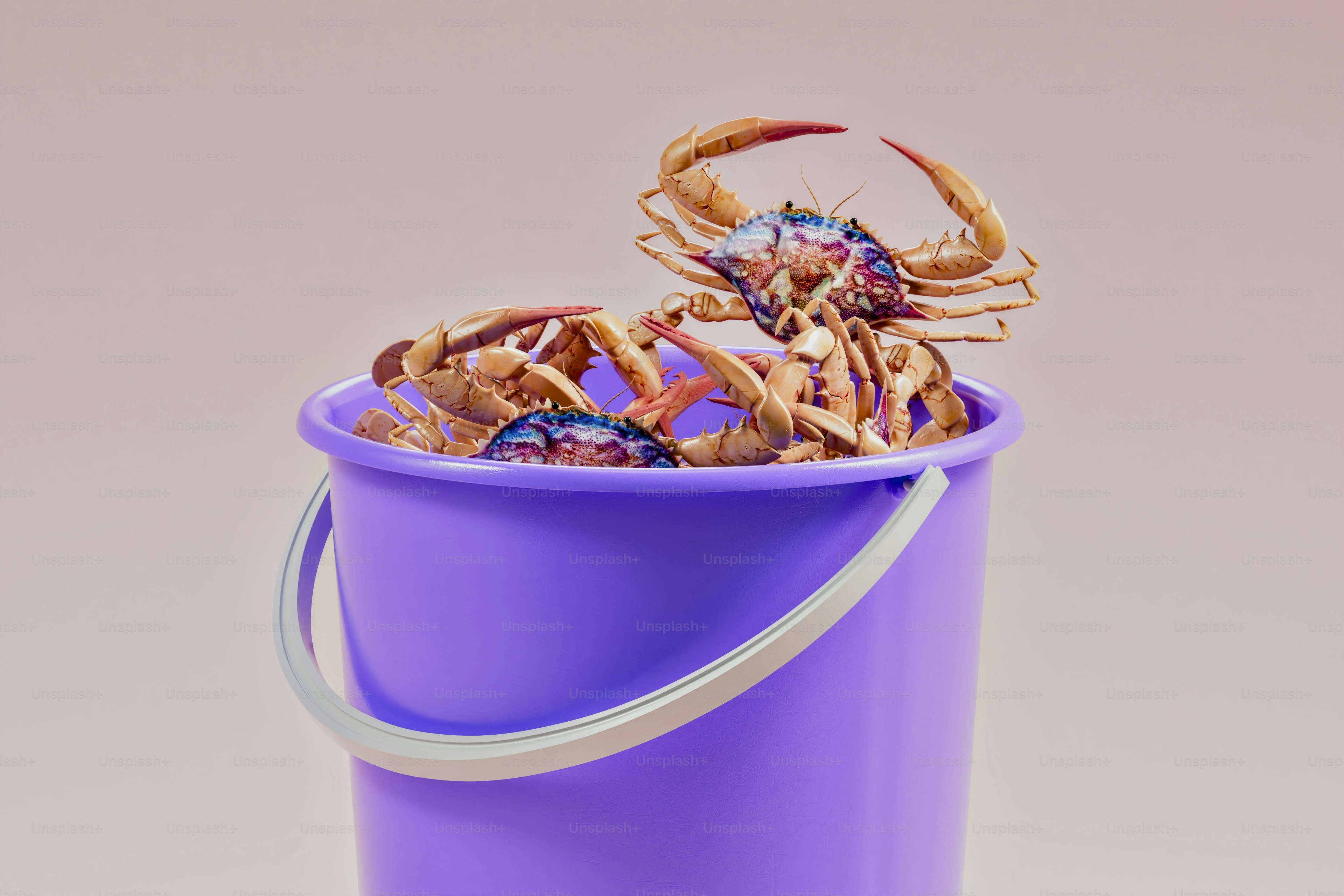 A purple bucket with a crab in it photo – Crab claws Image on Unsplash