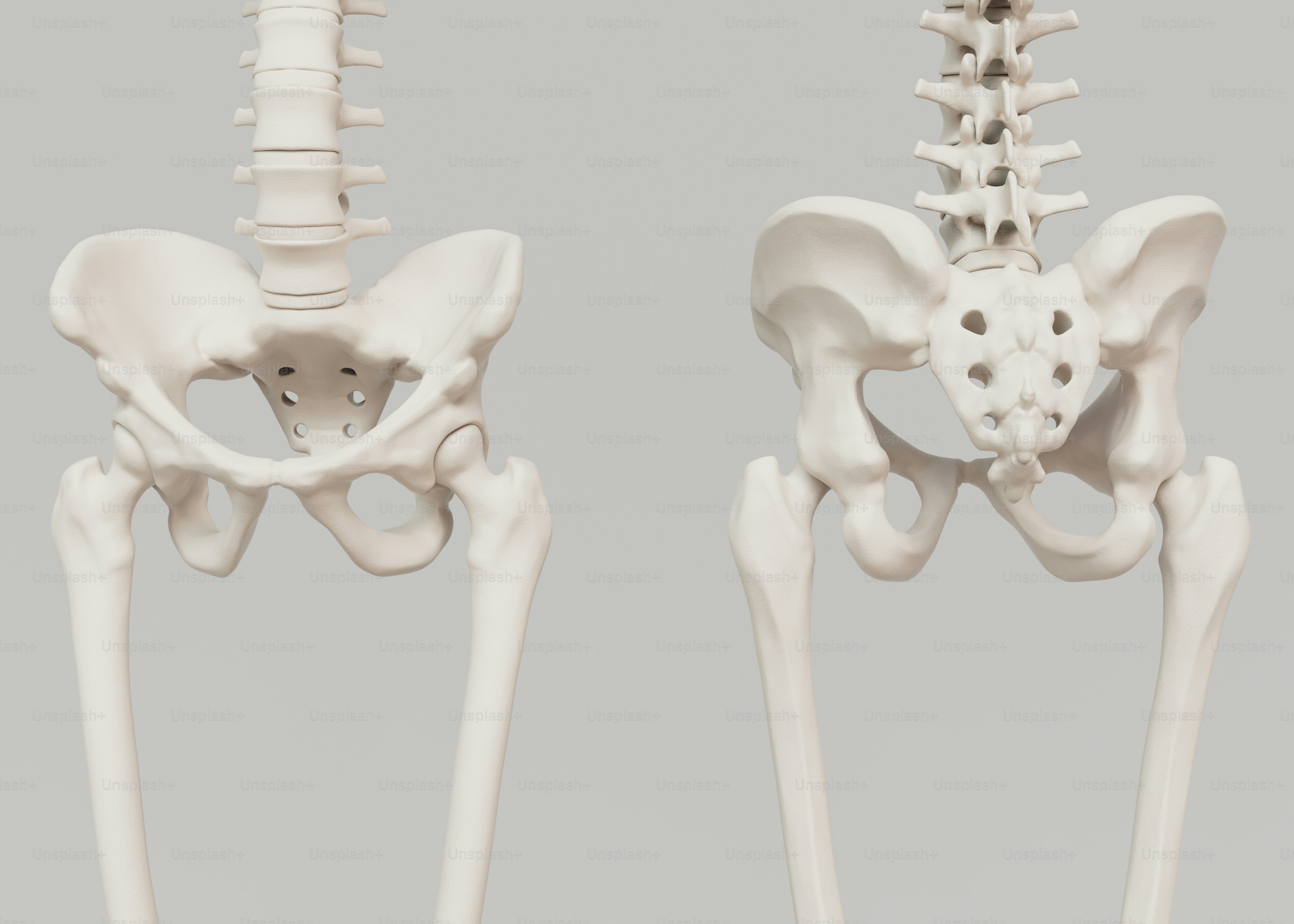 A model of a human skeleton is shown photo – Pelvis bone Image on Unsplash