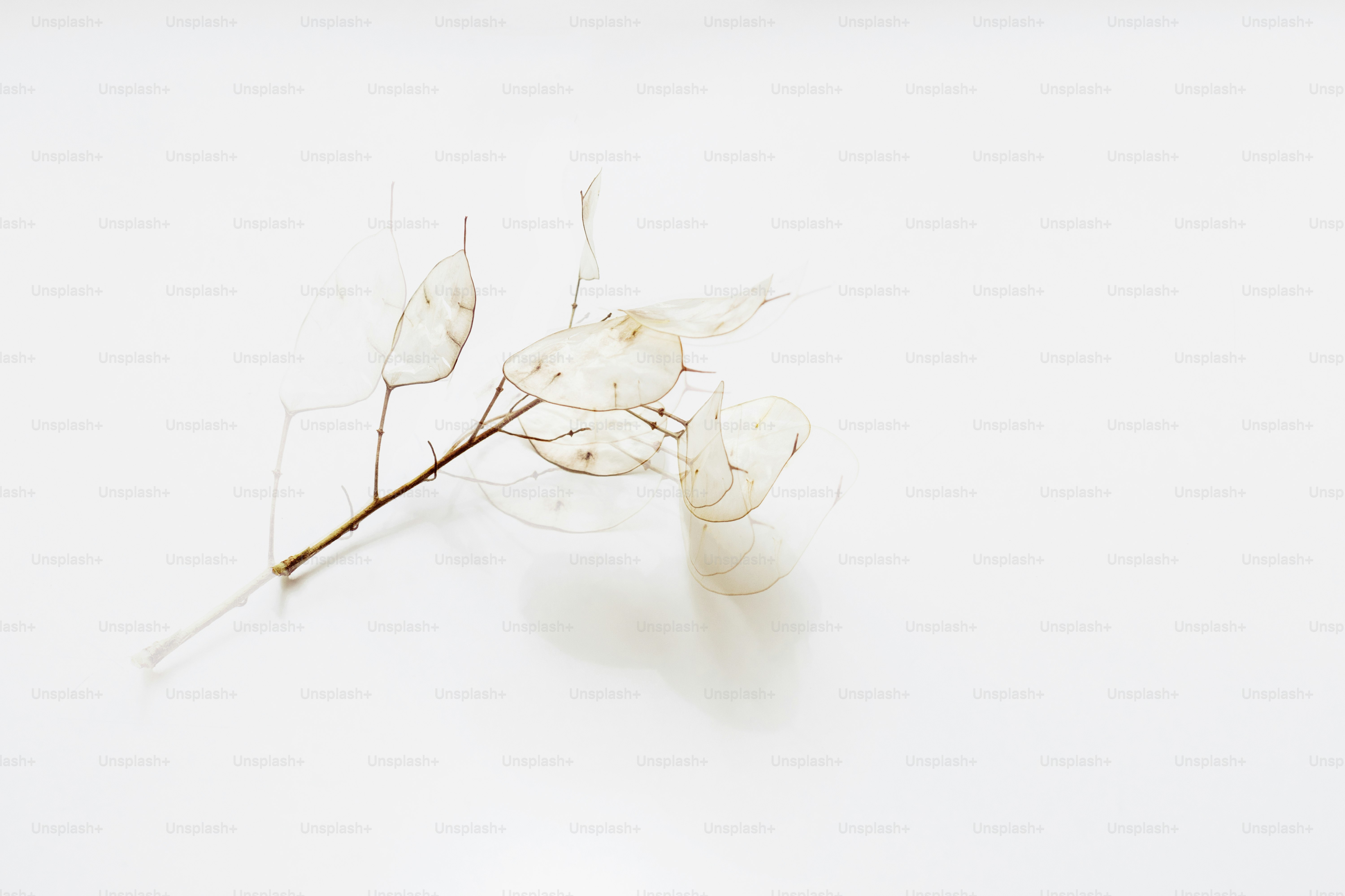 A single white flower on a white background photo – Texture Image on ...