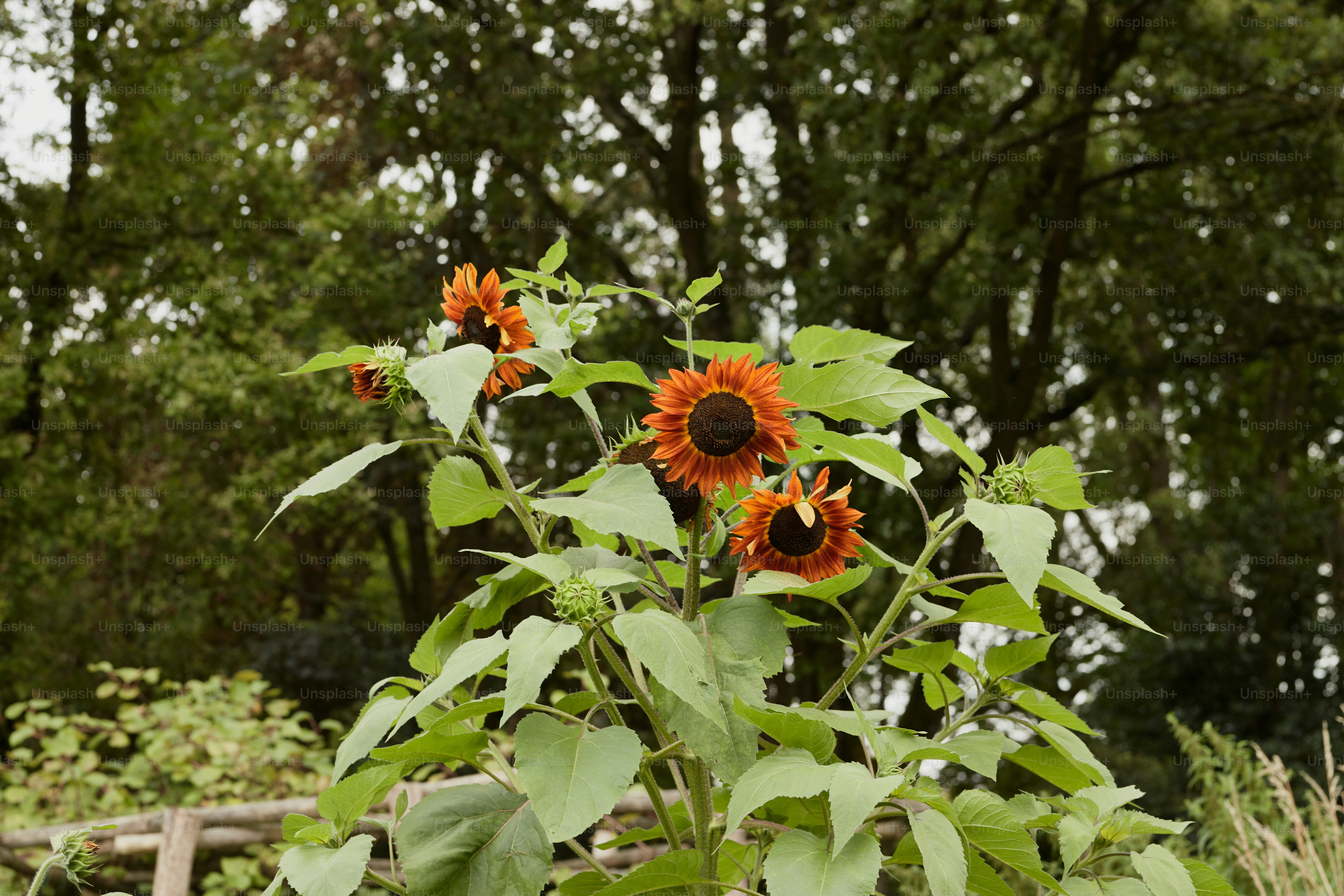 A sunflower plant in a garden with trees in the background photo ...