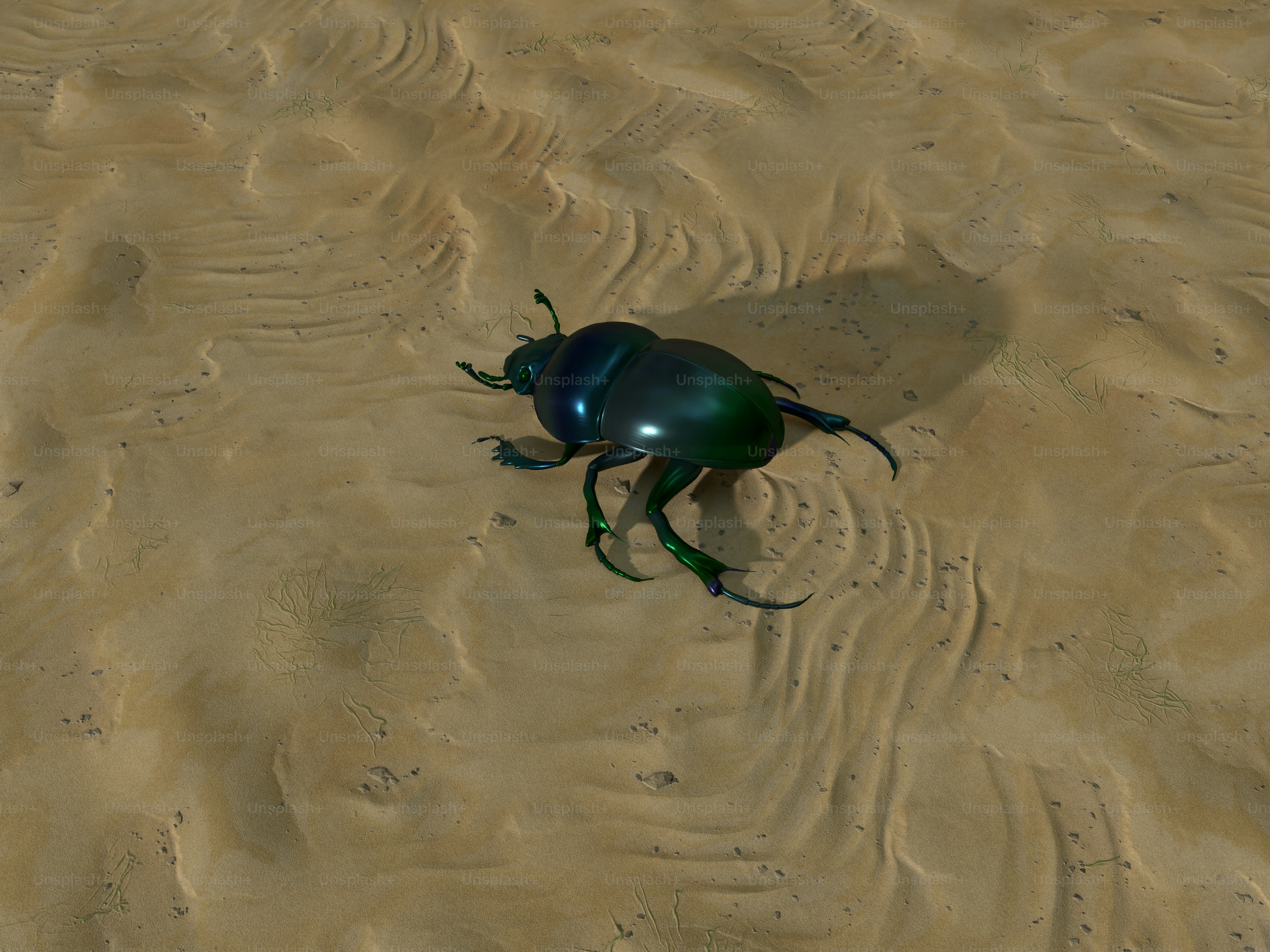 A bug crawling on a sandy beach in the sand photo – Insect Image on ...
