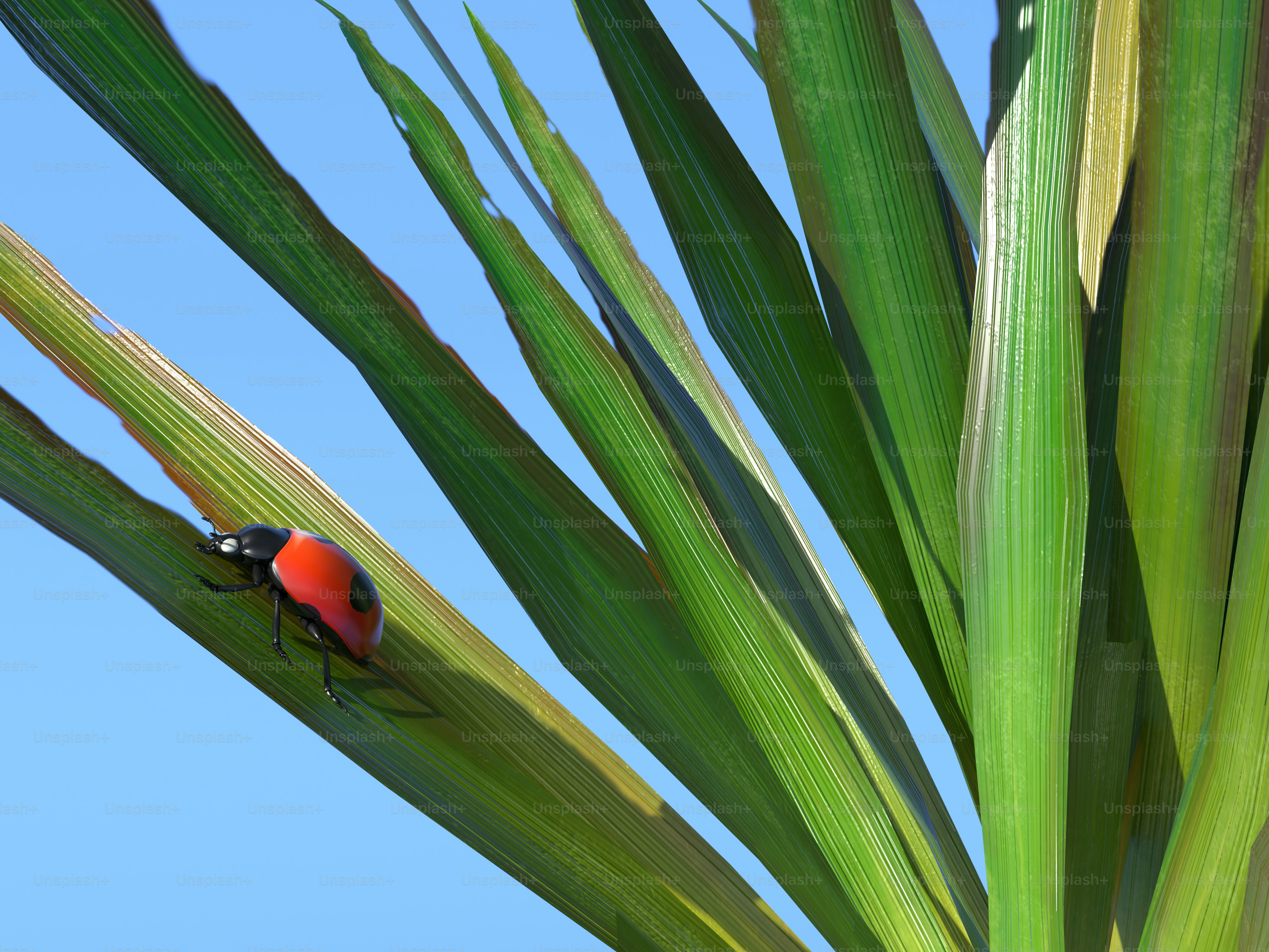 A green beetle sitting on top of a sandy beach photo – Animal Image on ...
