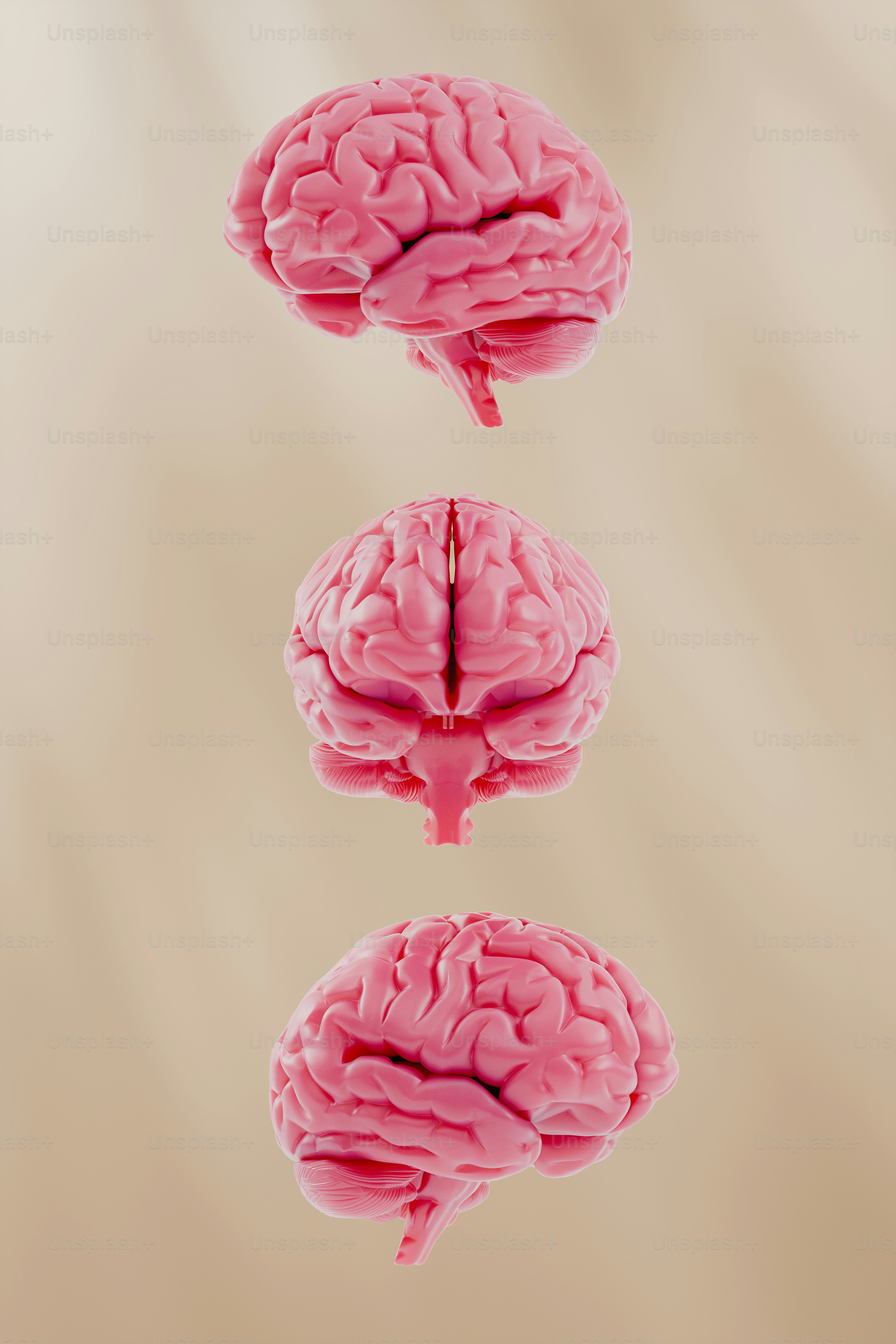 A group of three pink brain models on a beige background photo – Organ ...