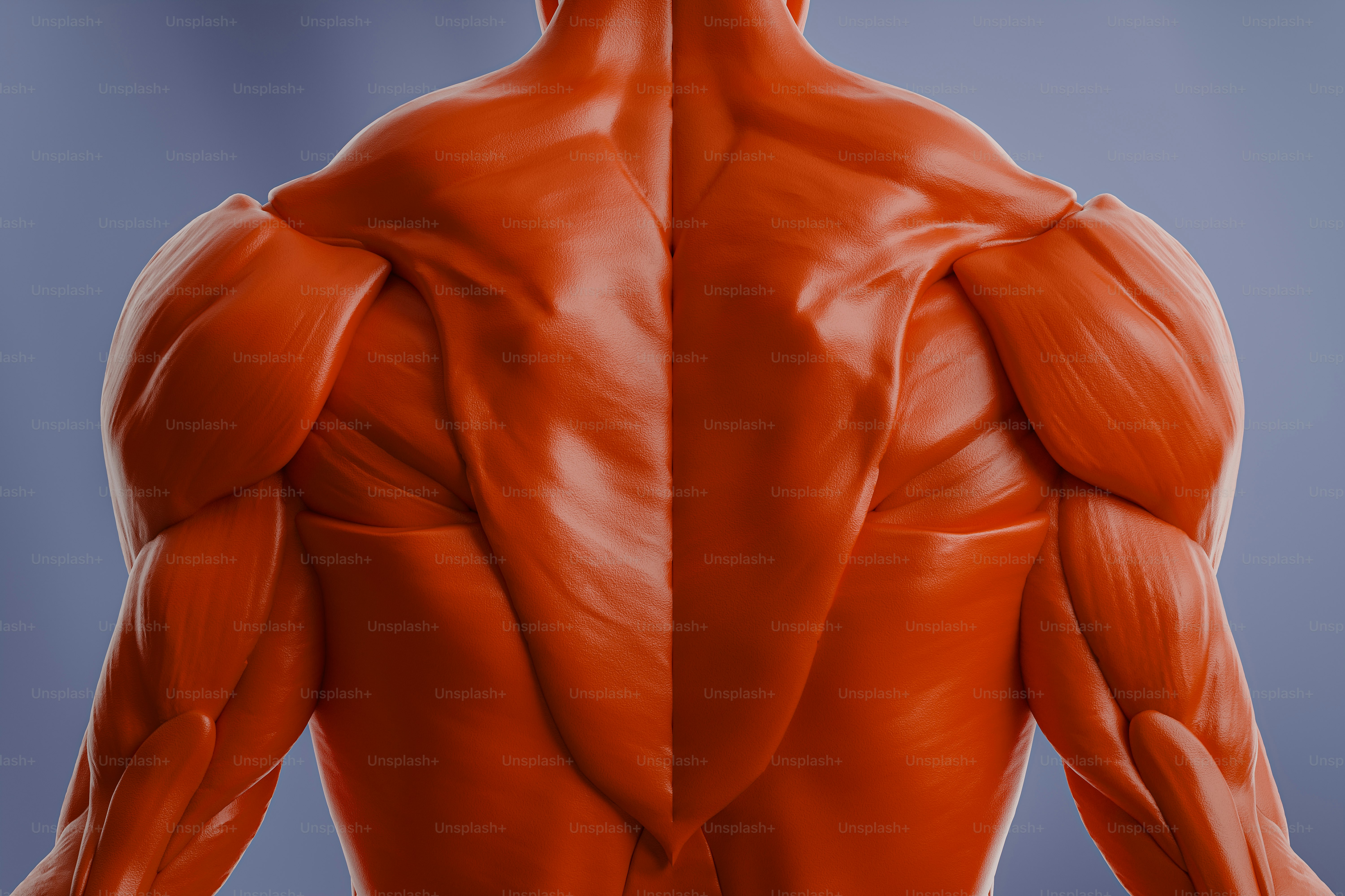 An image of a man's back showing muscles photo – Muscular system Image ...
