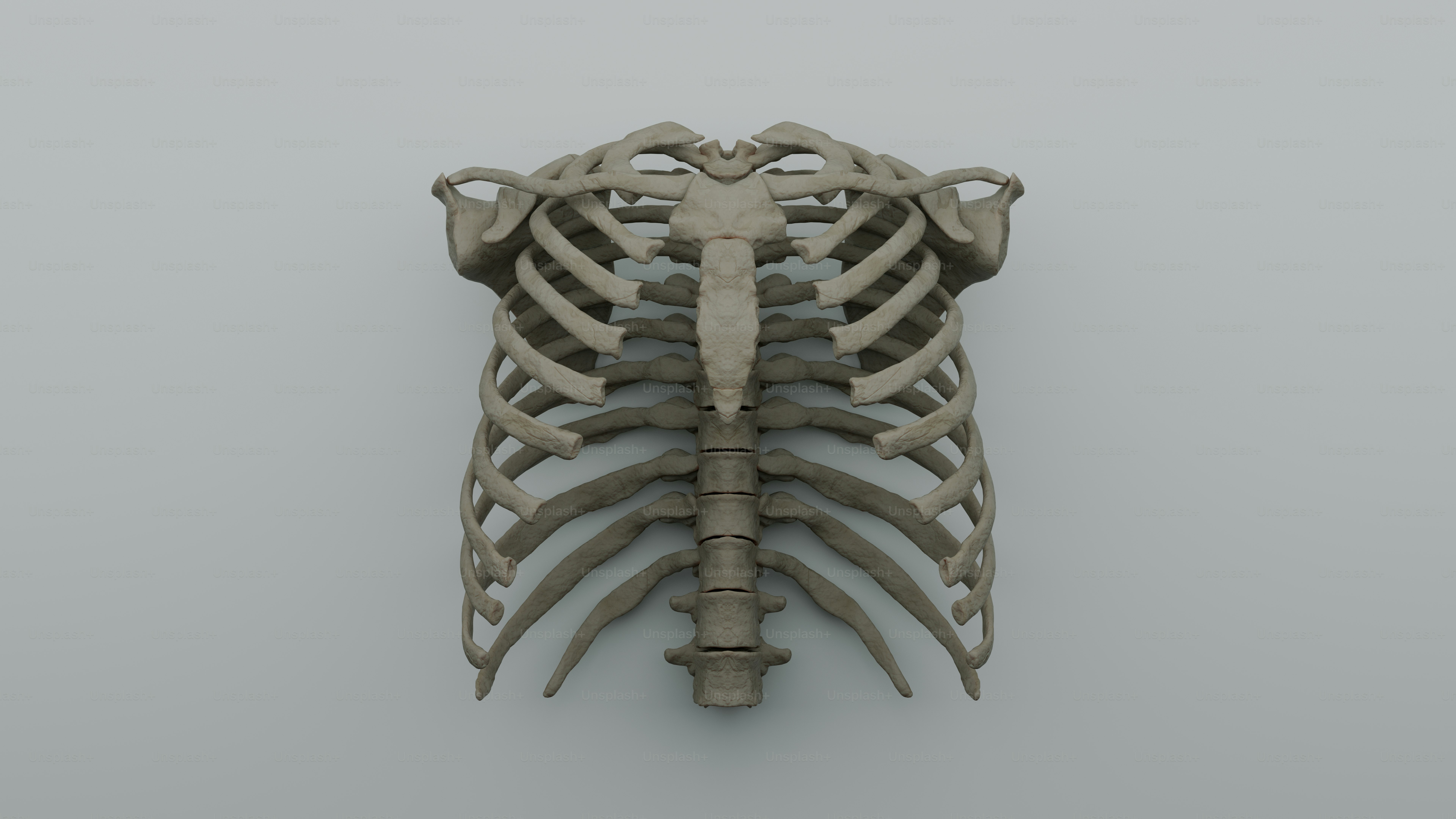 A skeleton is shown in the middle of a gray background photo – Rib ...