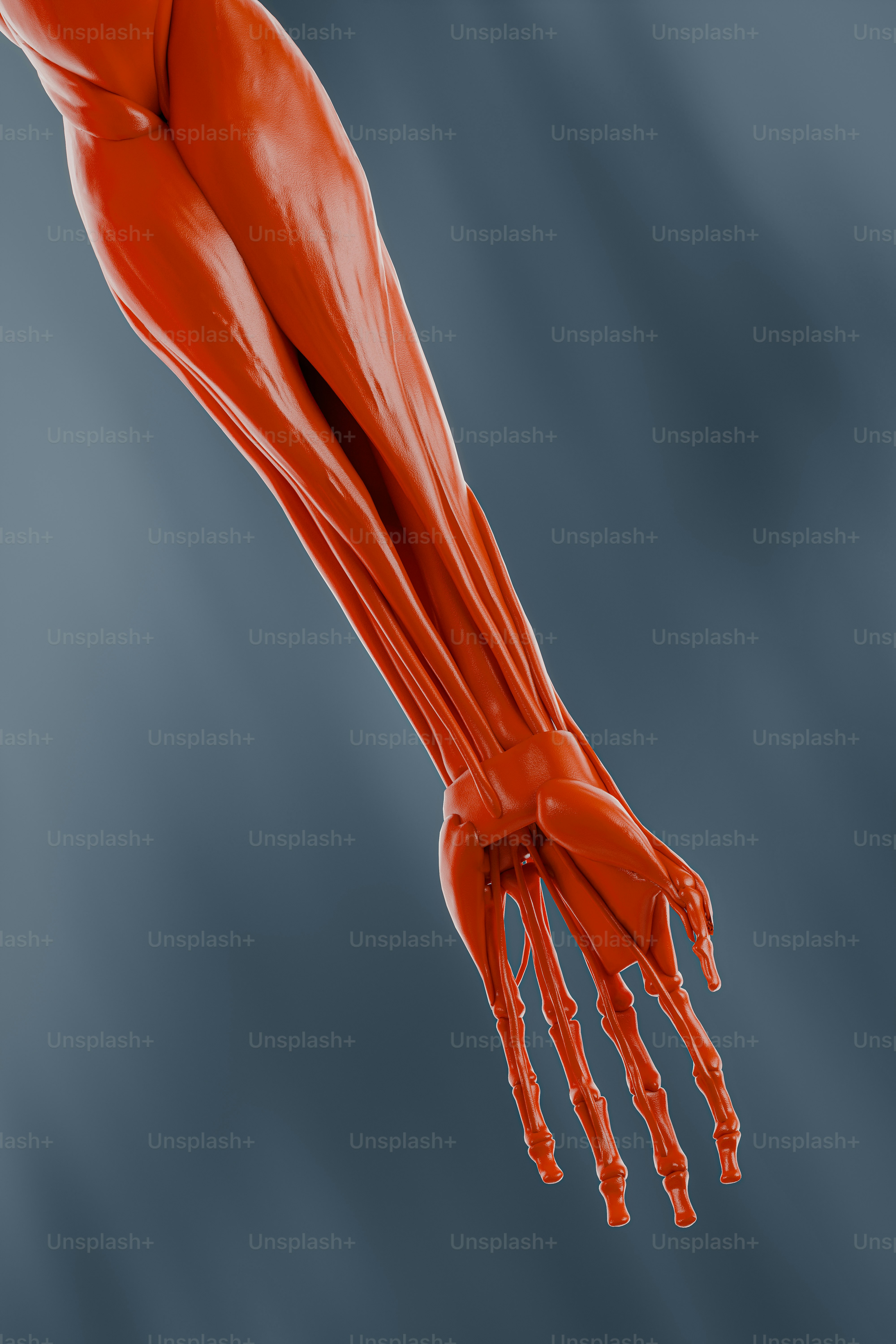 A 3D image of a human arm and hand photo – Fingers Image on Unsplash