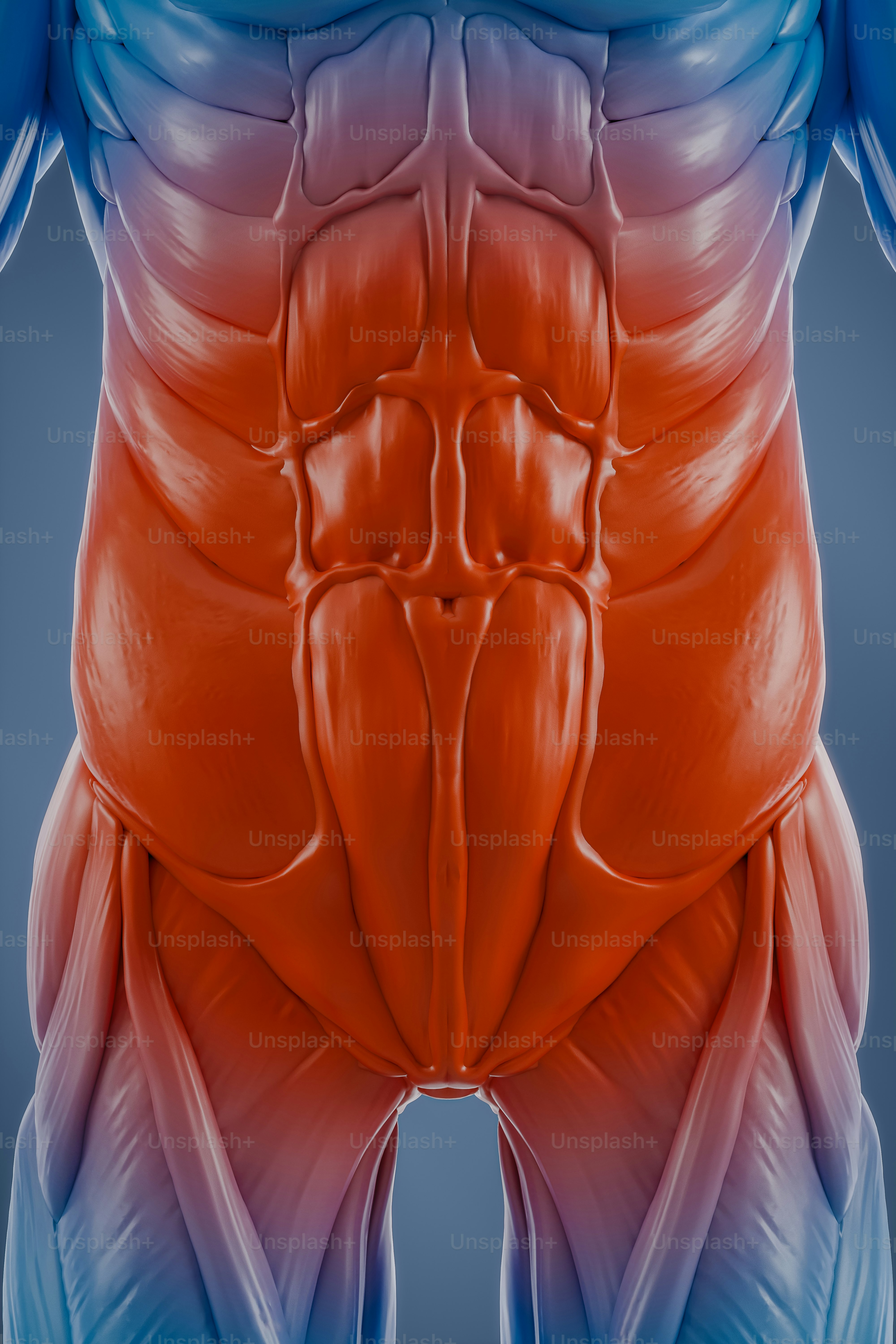 The back of a man's body with muscles highlighted photo – Wallpaper ...