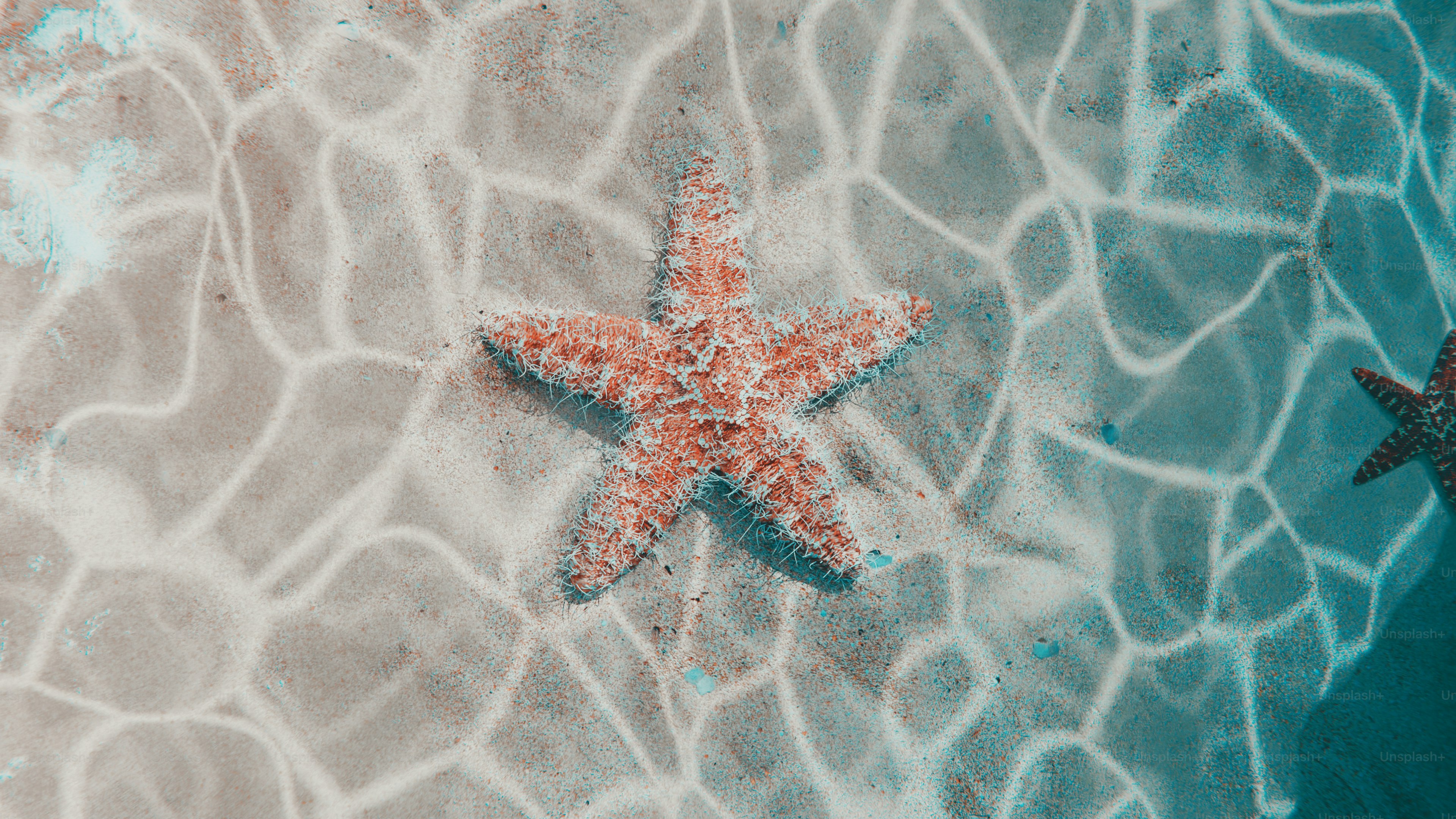 Two starfishs are swimming in a pool of water photo – Underwater Image ...