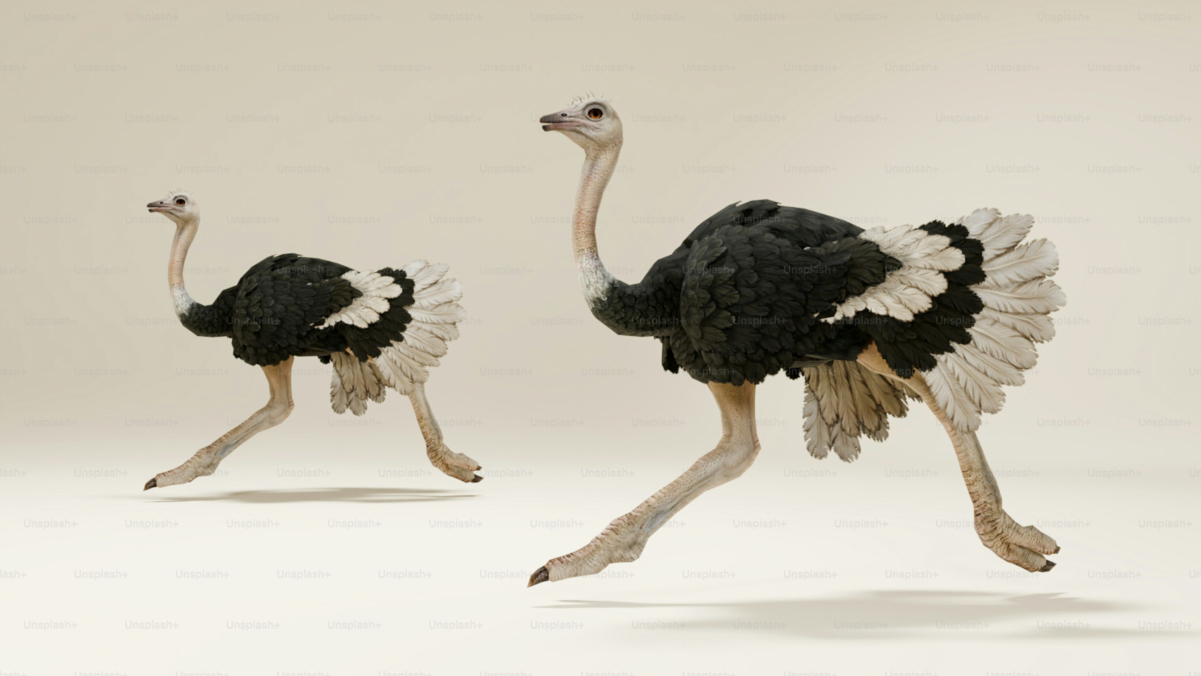 An ostrich and an ostrich walking side by side photo – Ostrich Image on ...
