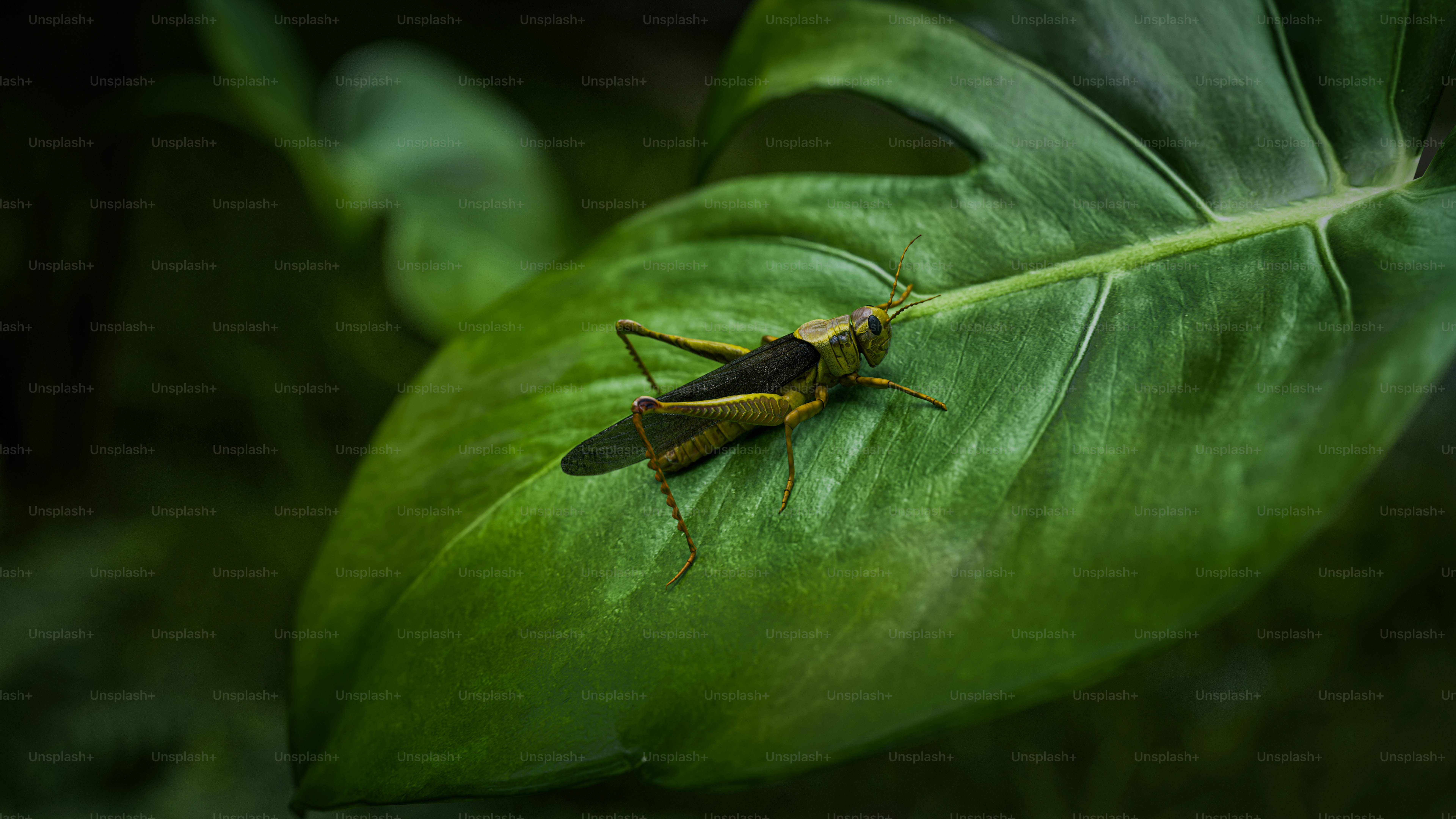 A bug sitting on top of a green leaf photo – Insect Image on Unsplash