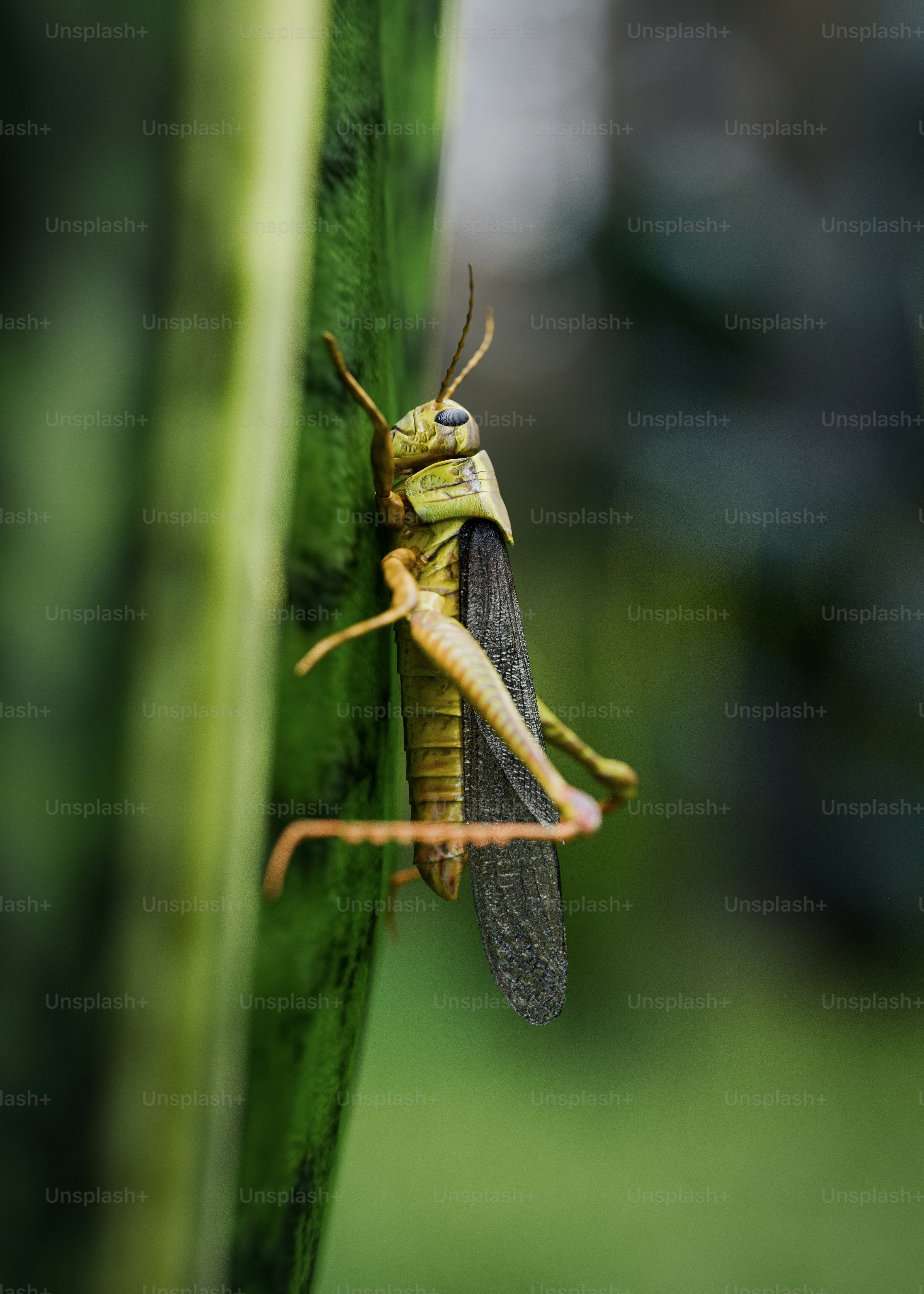 Un primer plano de un insecto en una hoja foto – Imagen de Insecto en ...